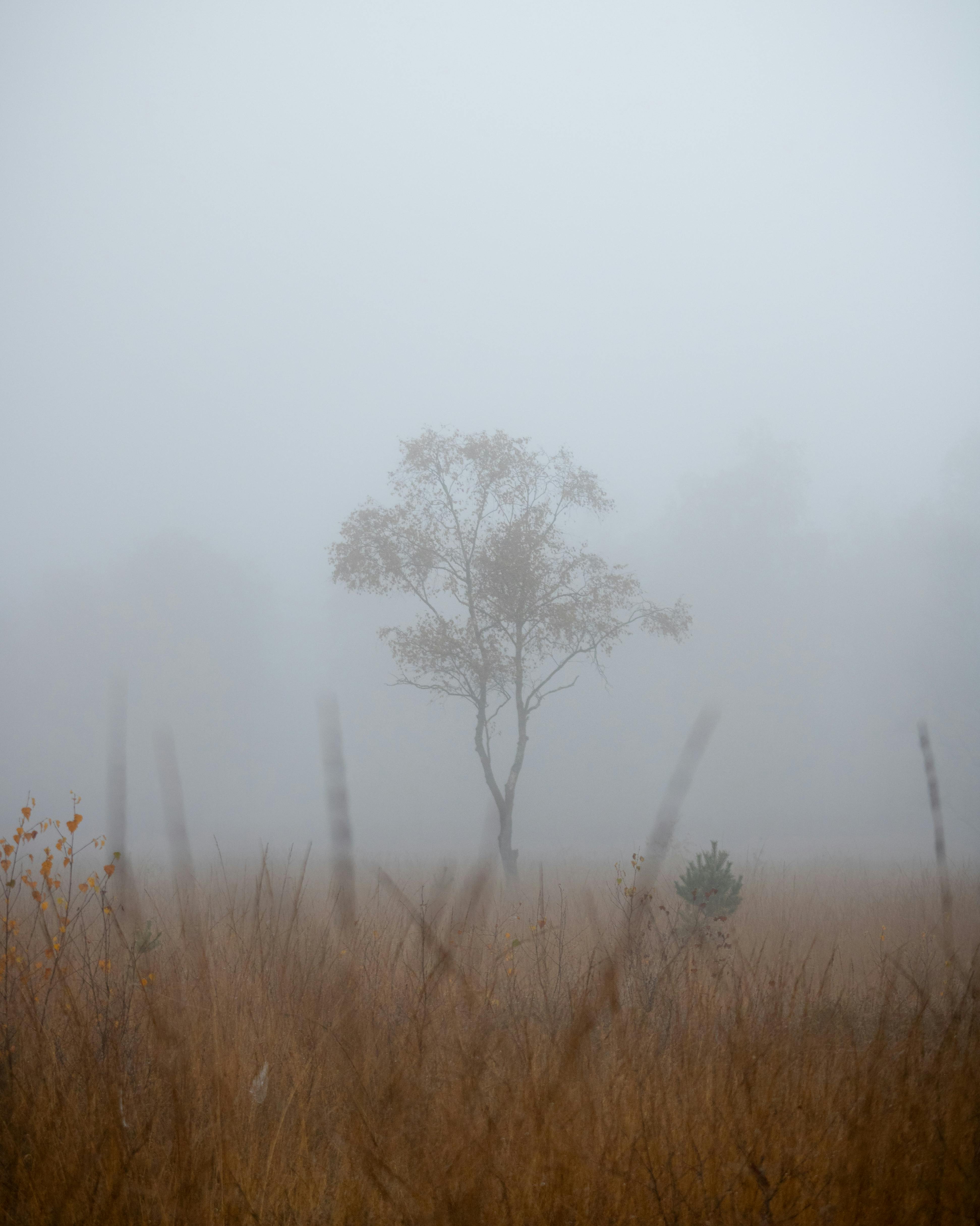 Misty Autumn Landscape with Lone Tree in Hamburg · Free Stock Photo