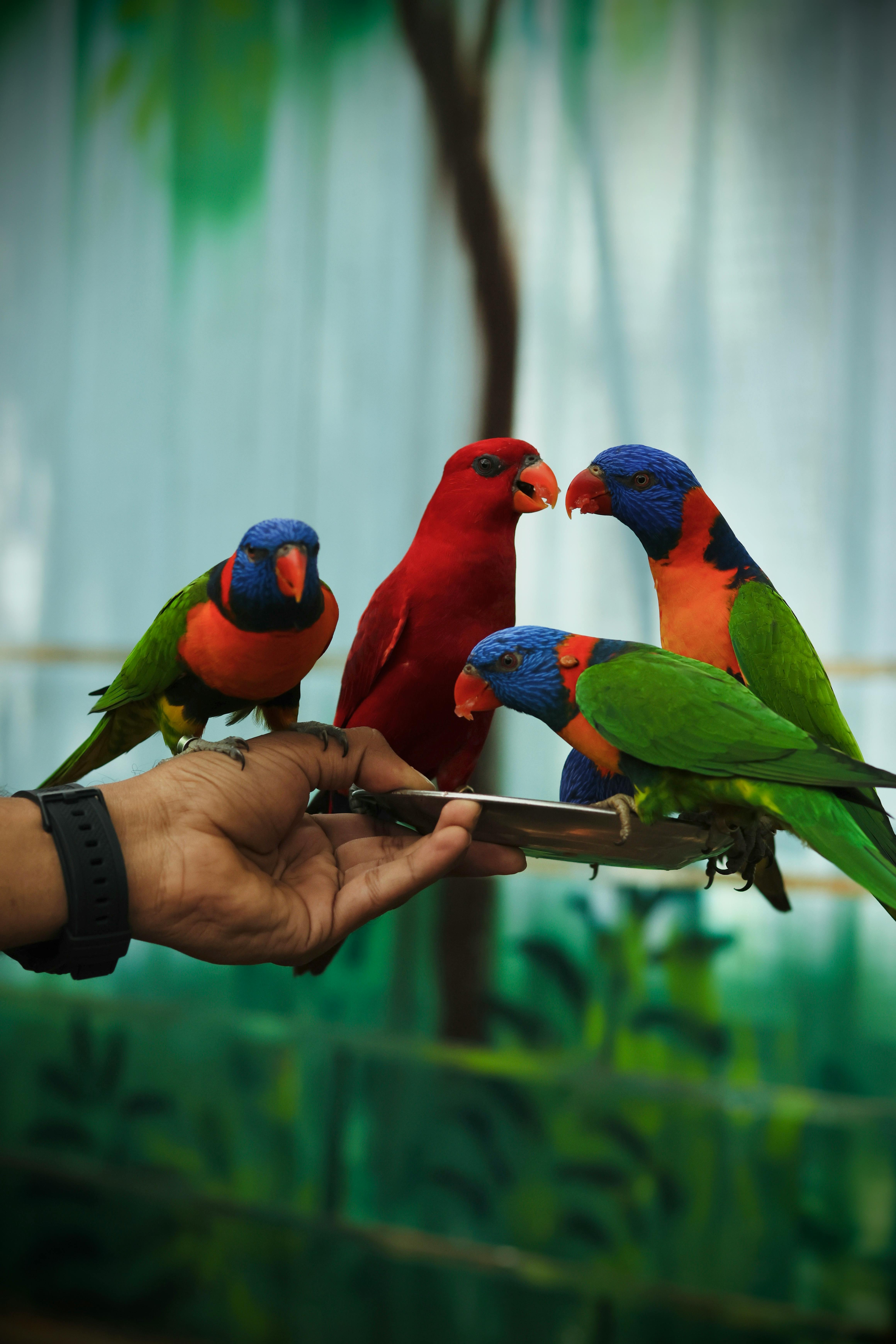 Colorful Parrots Feeding on Hand in TN, India · Free Stock Photo