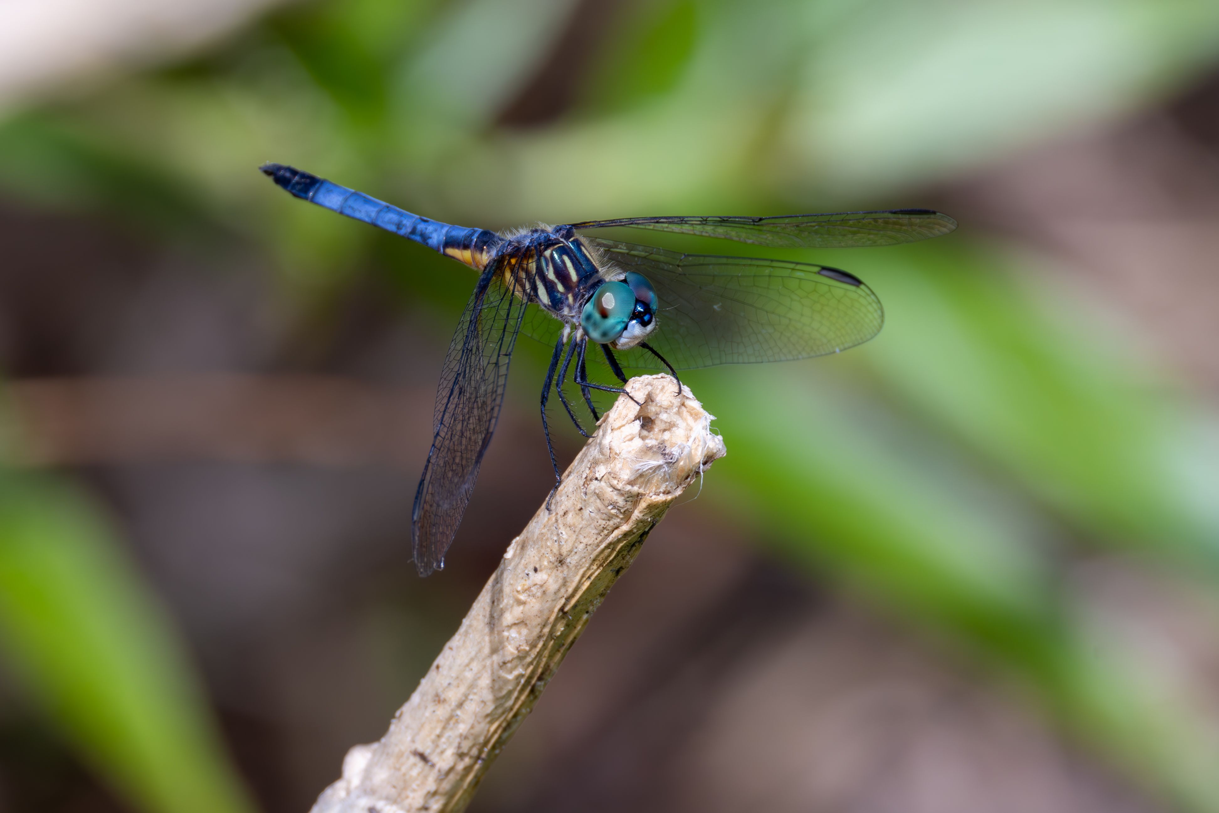 Close-up of Blue Dragonfly on a Branch · Free Stock Photo