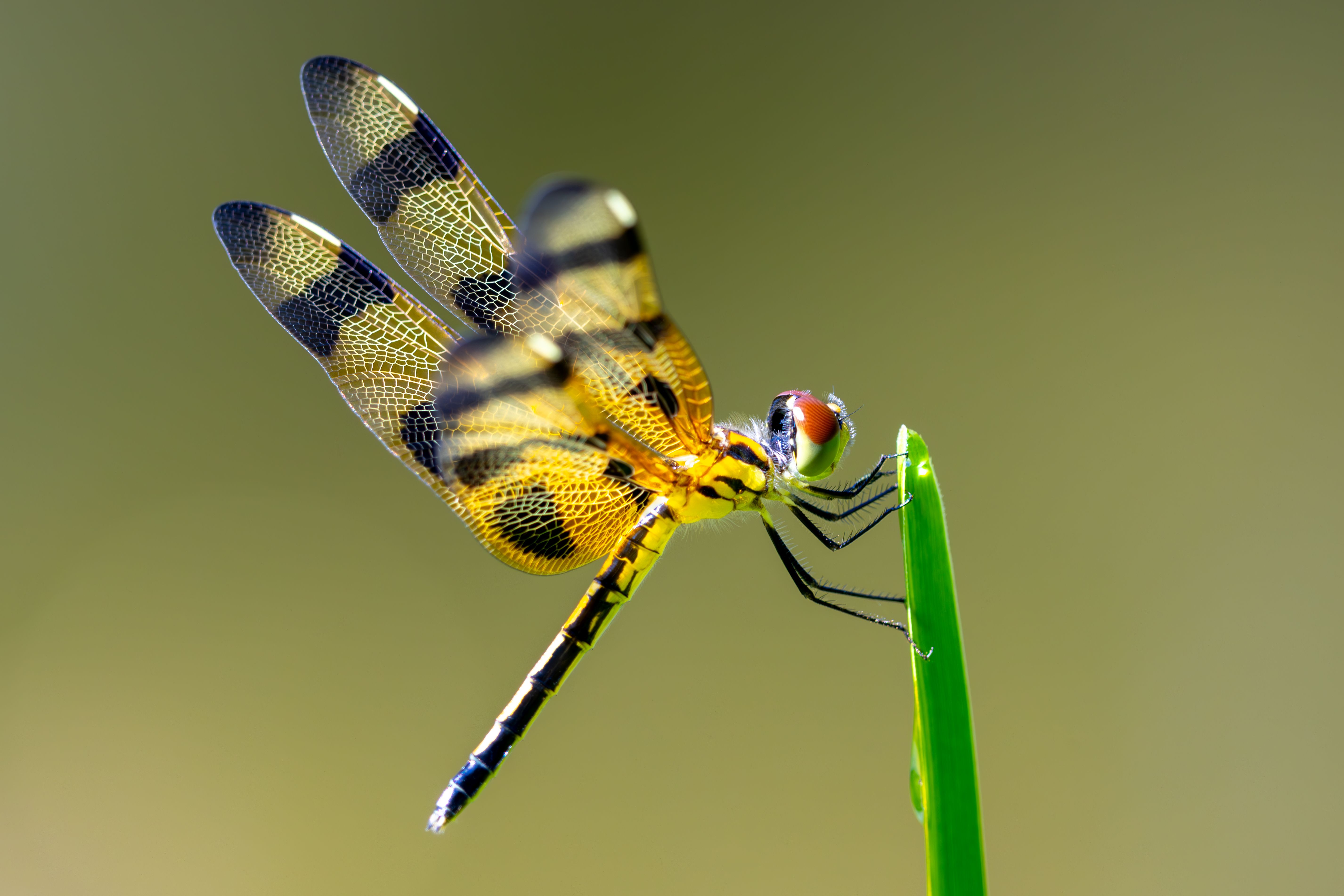 Pretty Wings Photos, Download The BEST Free Pretty Wings Stock Photos ...