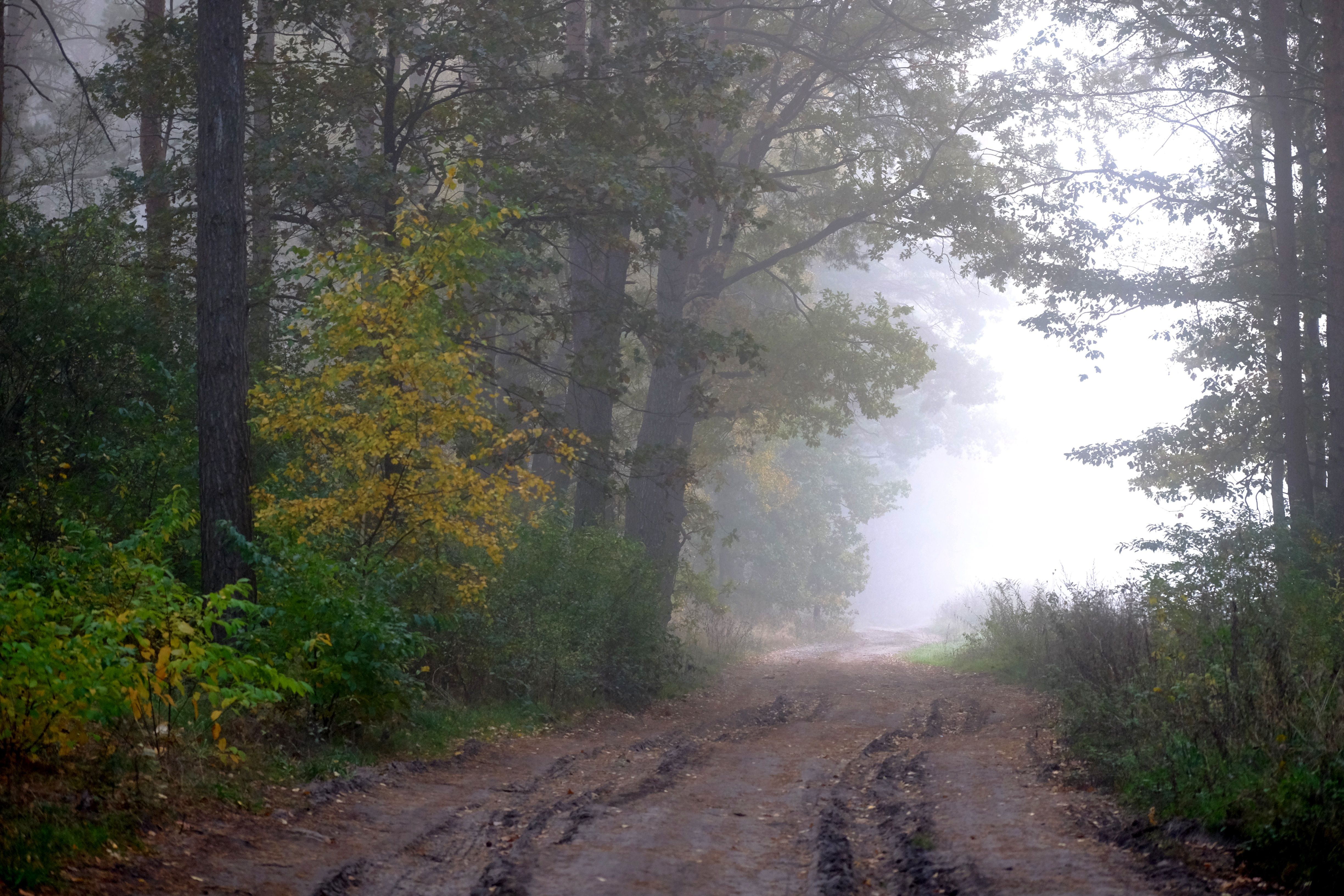 Foggy Forest Path in Early Autumn Morning · Free Stock Photo
