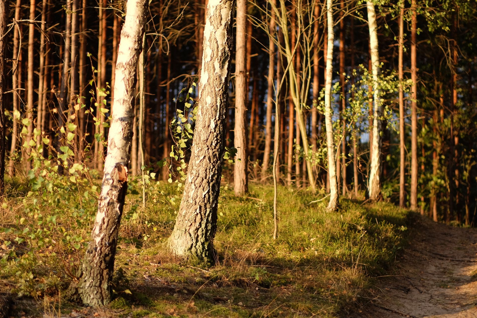 Root System of Birch Trees: Traits, Care, and Growth Tips