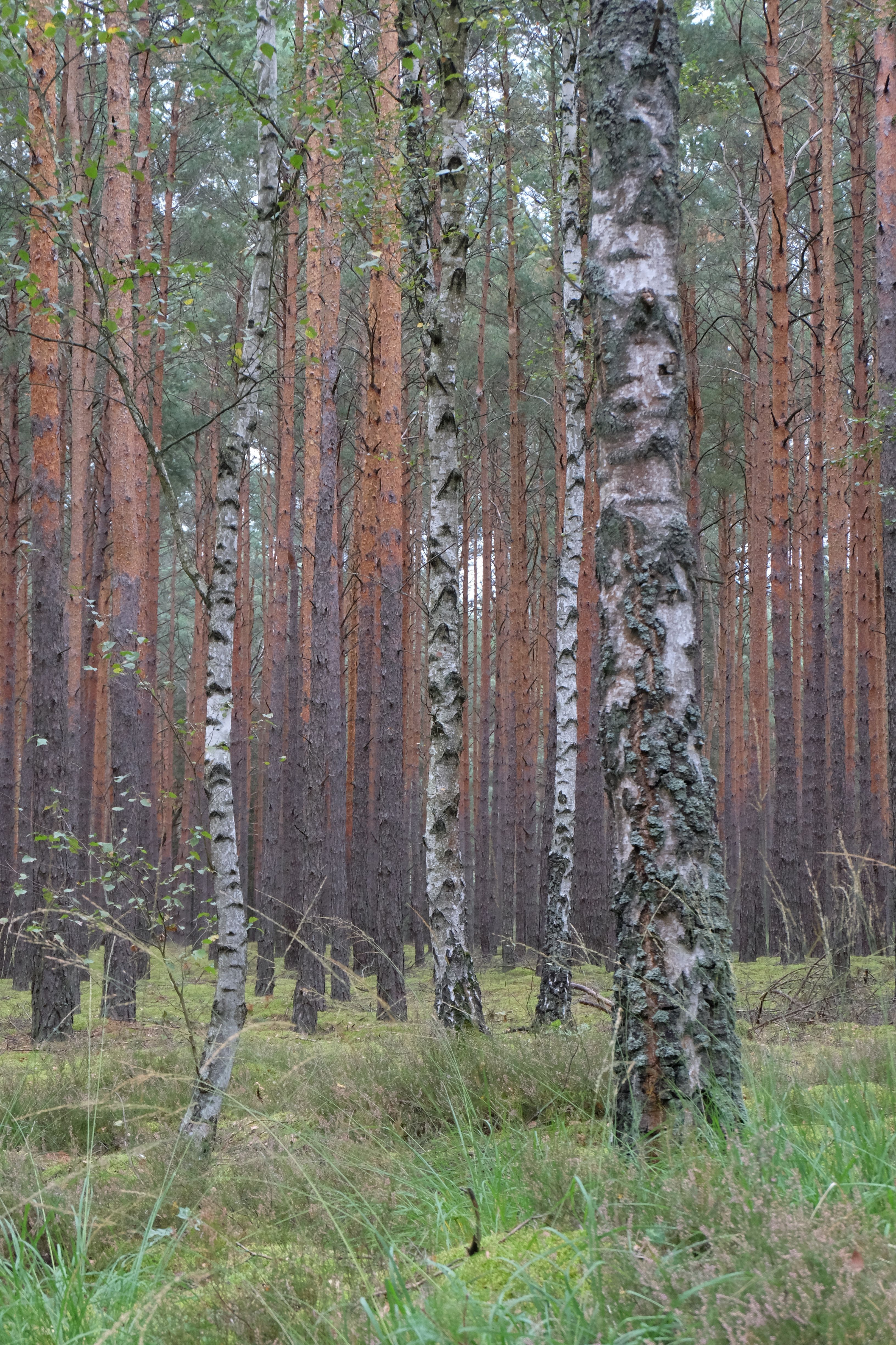 Serene Birch and Pine Forest Landscape View · Free Stock Photo