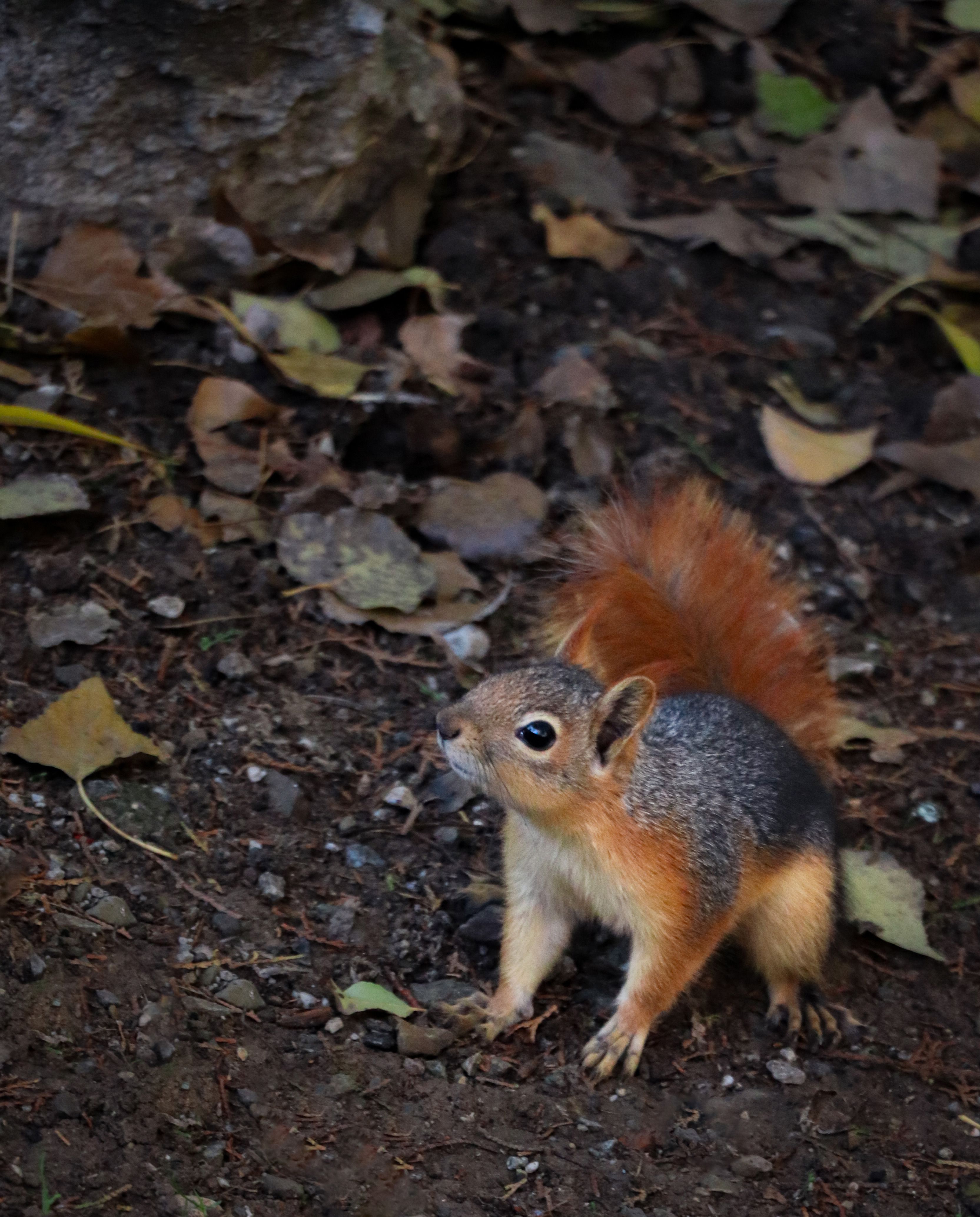 Close-up of Eastern Gray Squirrel in Autumn Leaves · Free Stock Photo