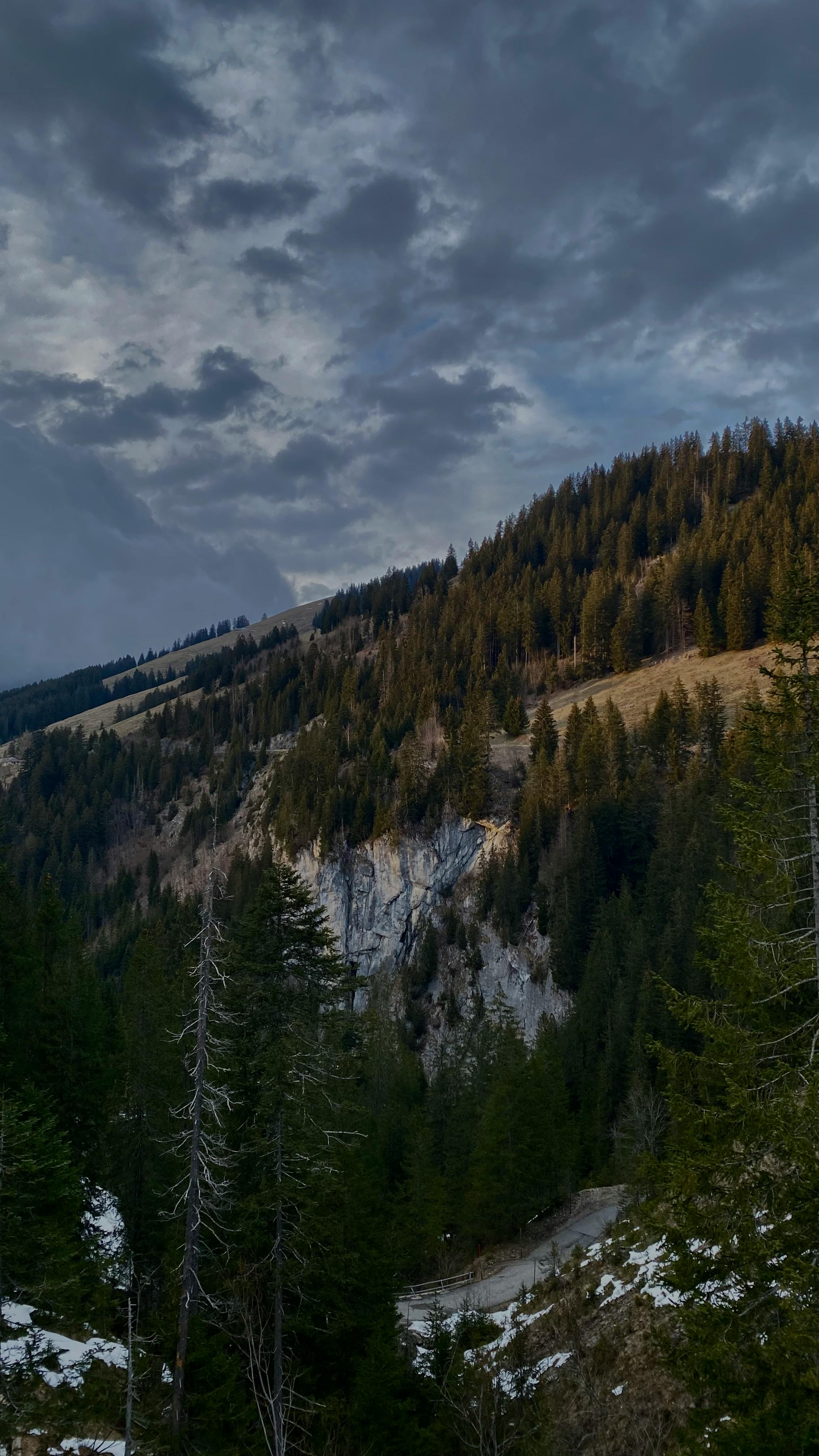 Majestic Alpine Forest Landscape at Dusk · Free Stock Photo