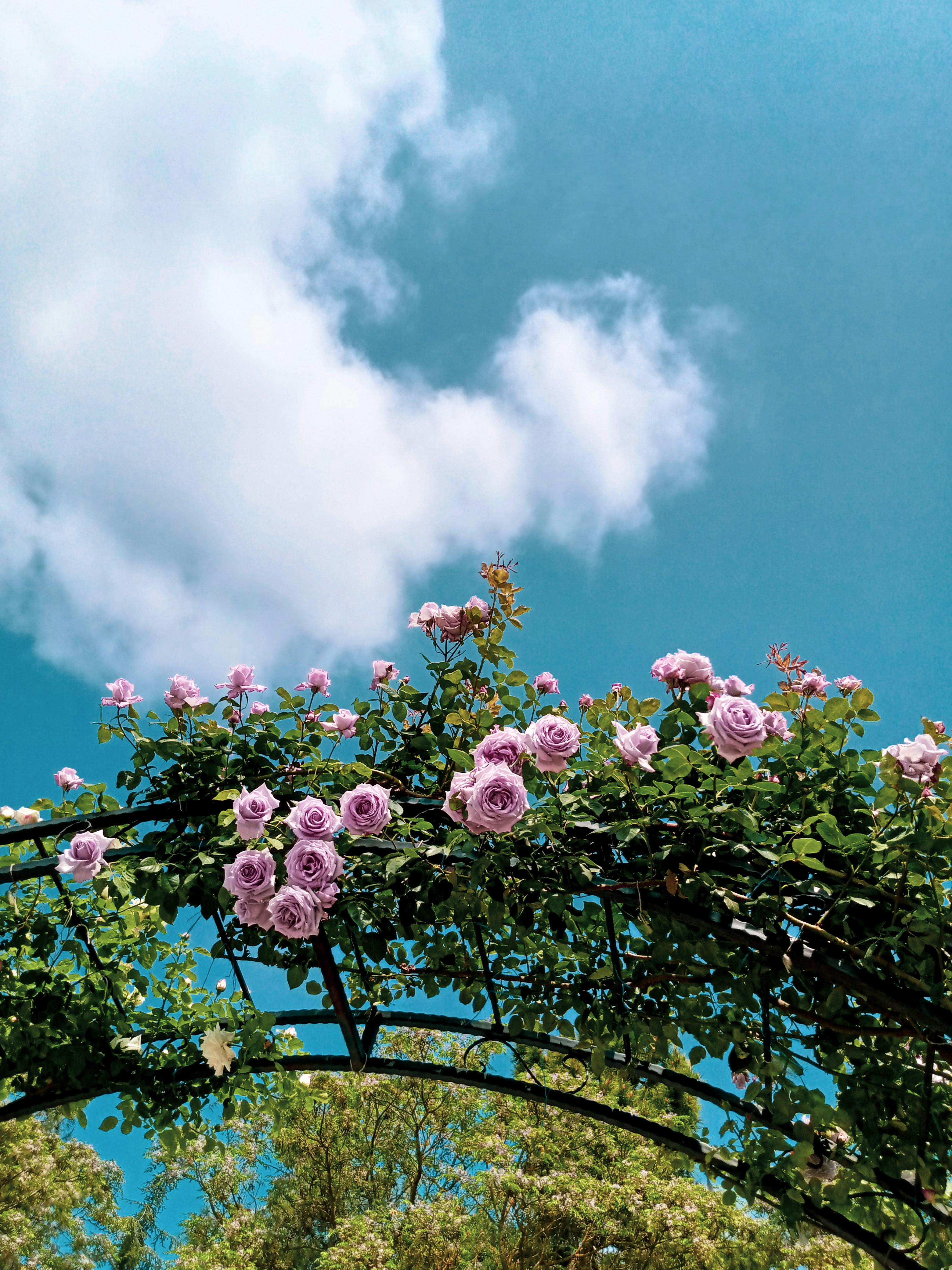 Beautiful Climbing Roses on Garden Arch · Free Stock Photo
