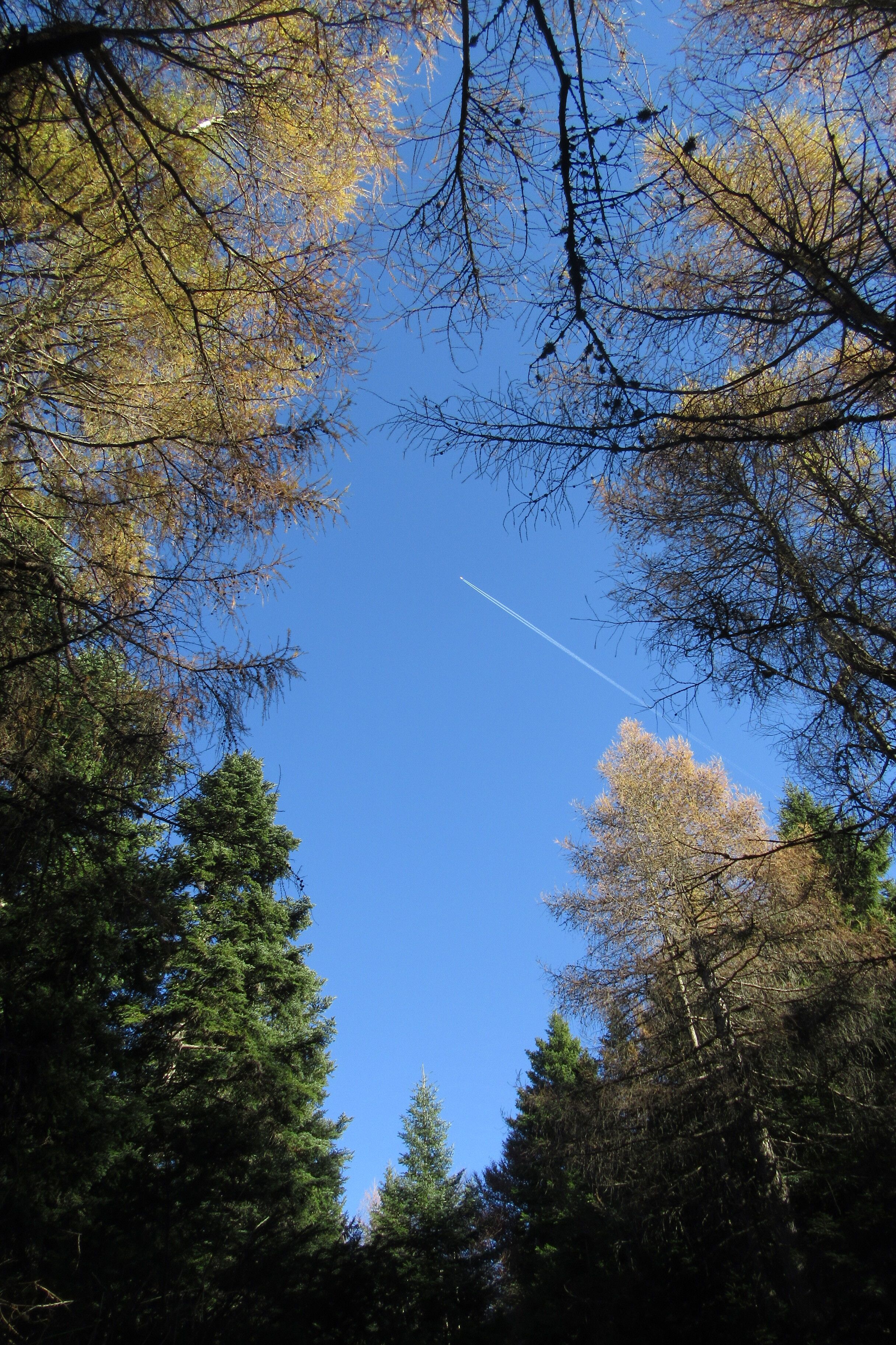 Aerial View of Tall Trees Against a Clear Blue Sky · Free Stock Photo