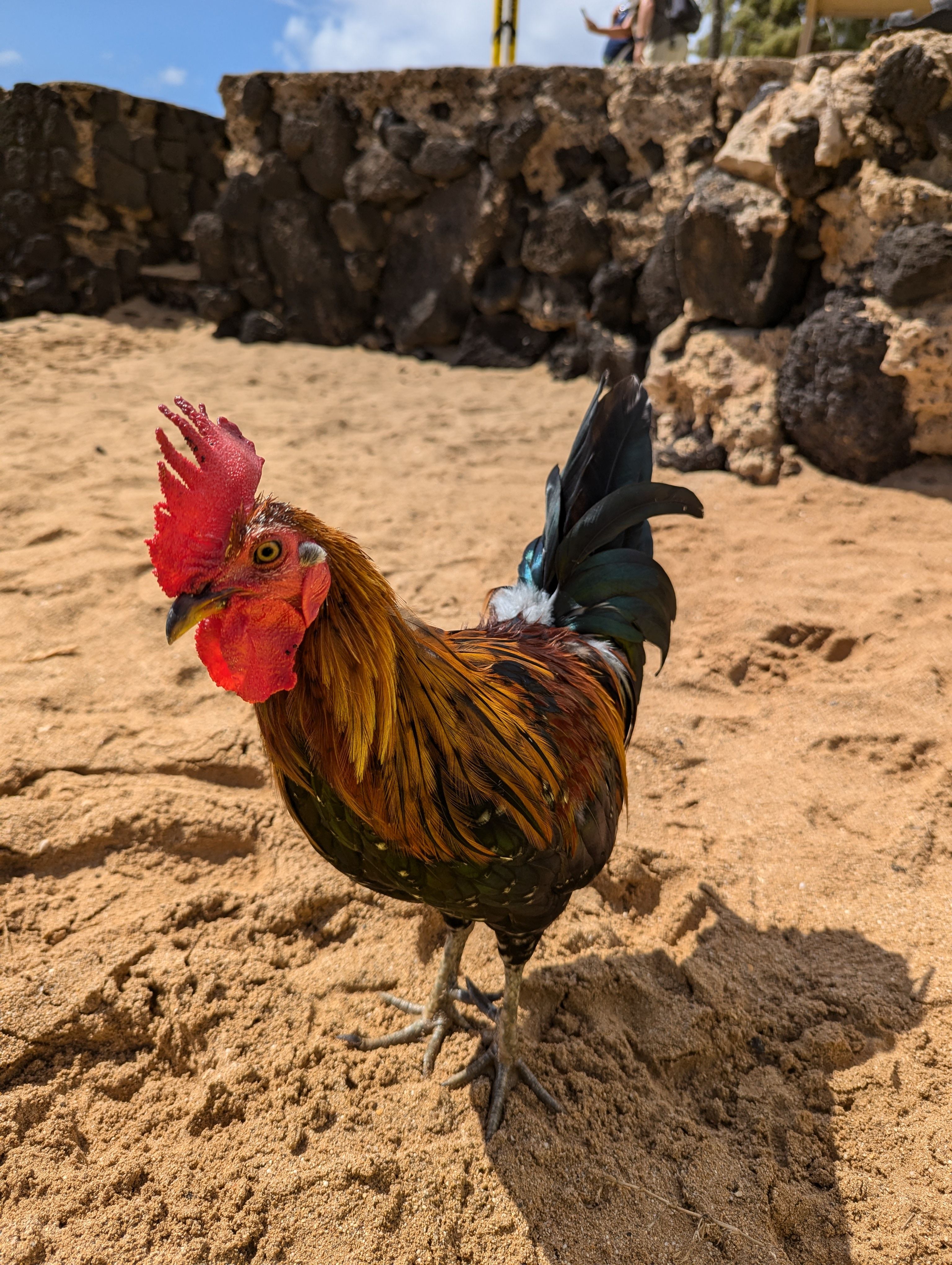 Vibrant Rooster on Sandy Beach in Sunlight · Free Stock Photo
