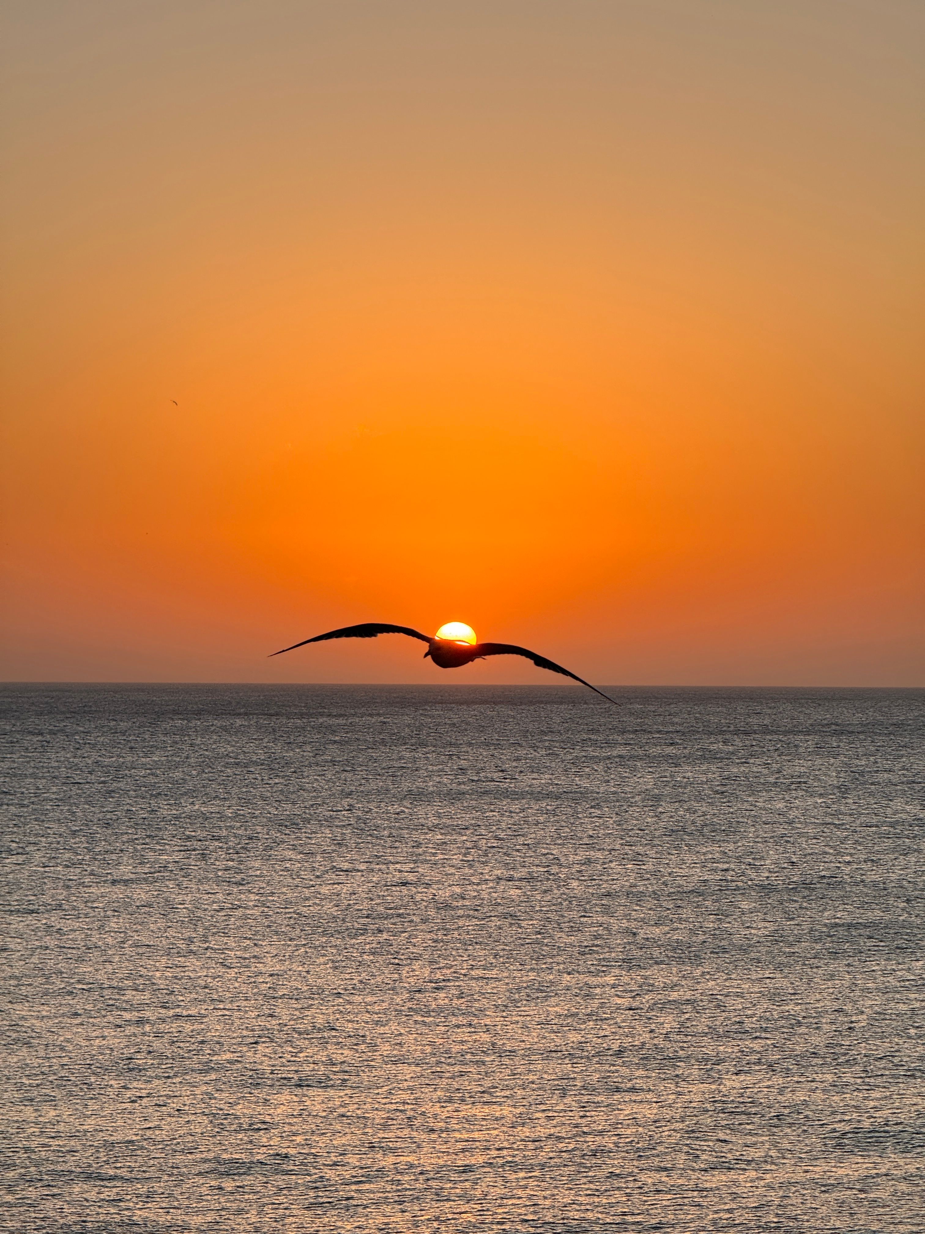 Serene Ocean Sunset with Bird in Flight · Free Stock Photo