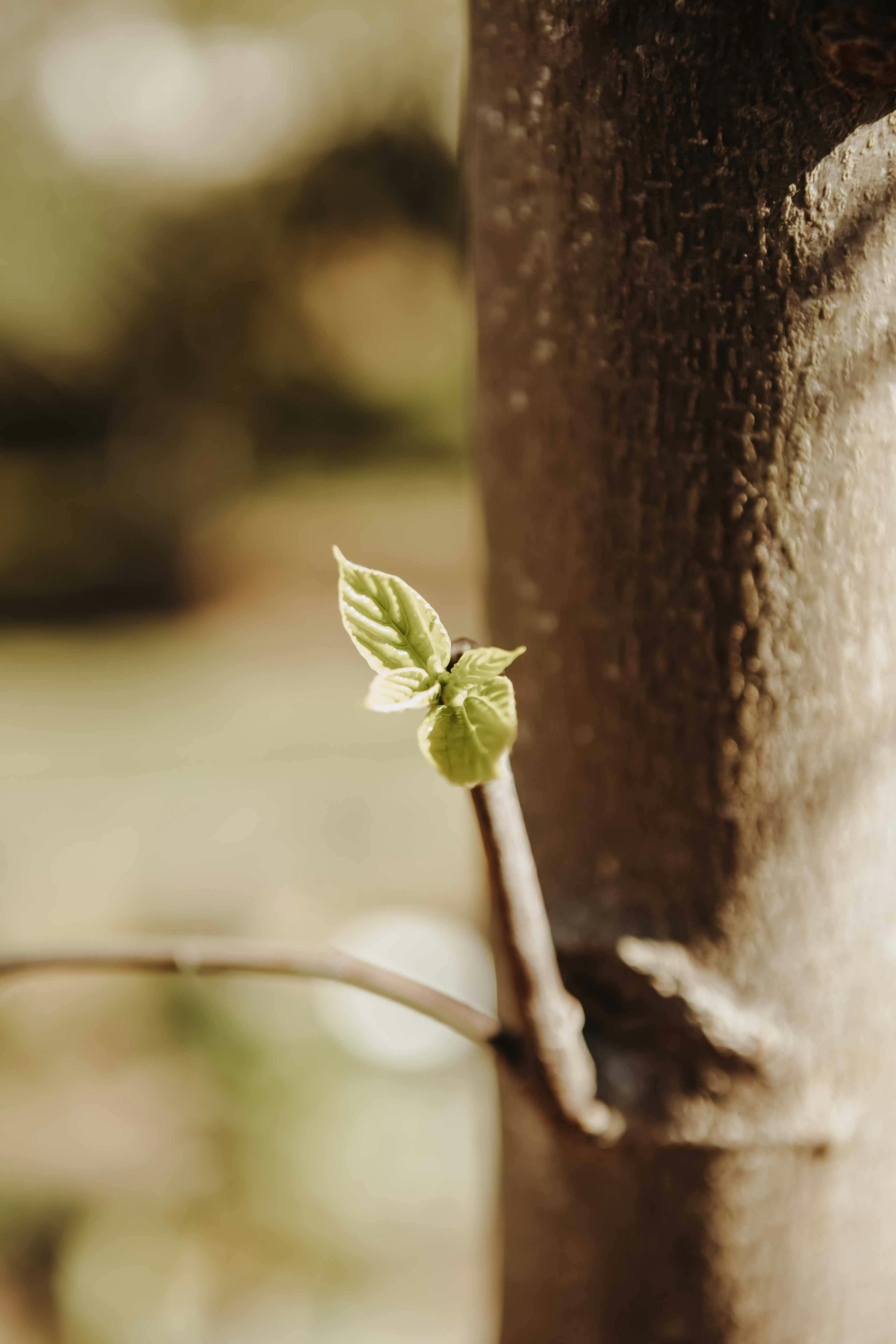 Close-up of New Leaf Growth on Tree Branch · Free Stock Photo