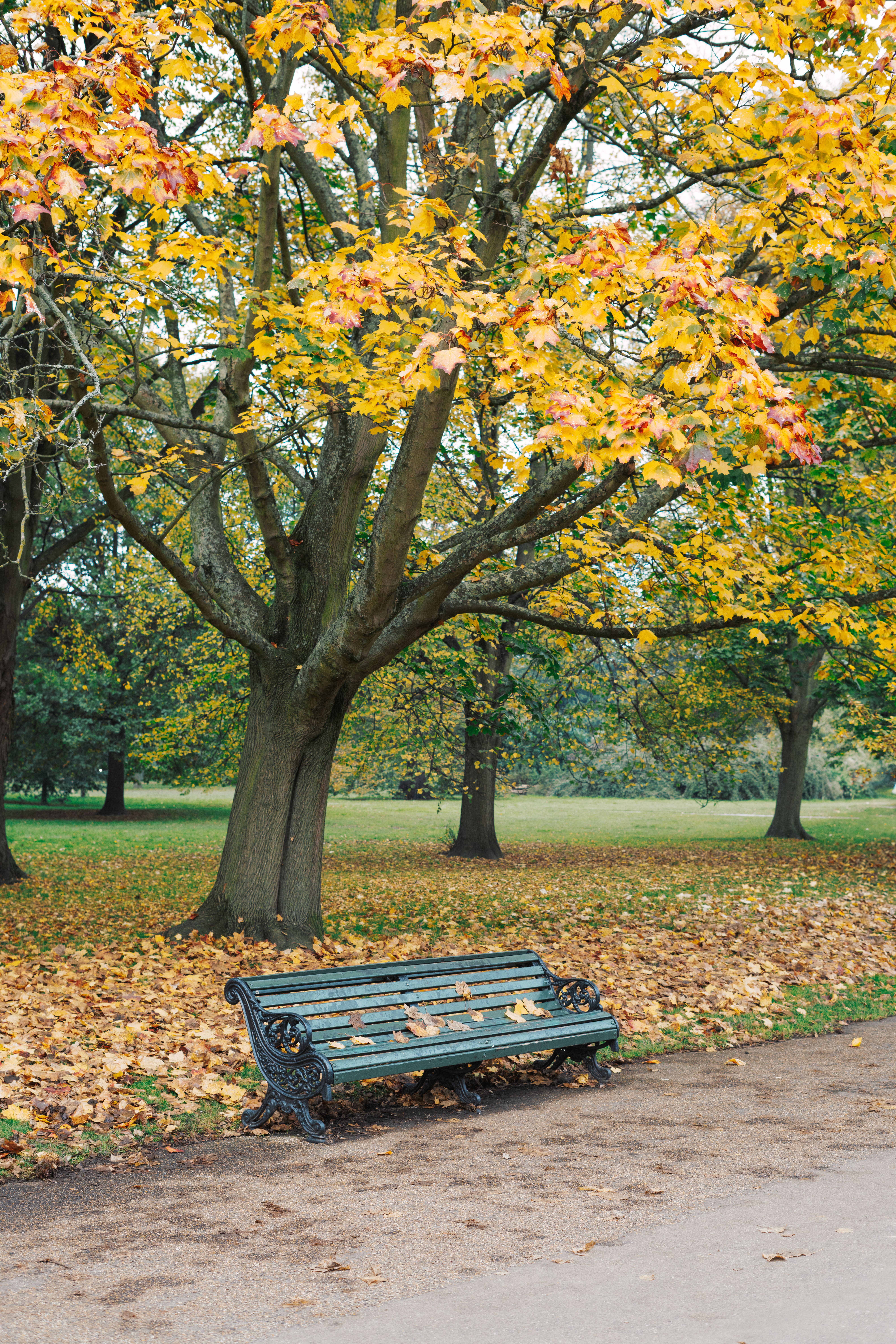 Tranquil Autumn Scene with Park Bench and Tree · Free Stock Photo