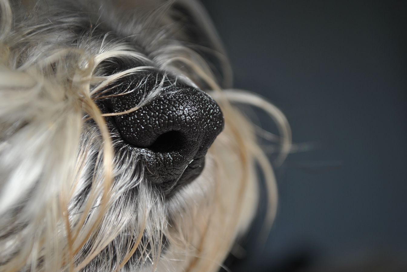 Effective Sniffer Dog Training for Detection and Service