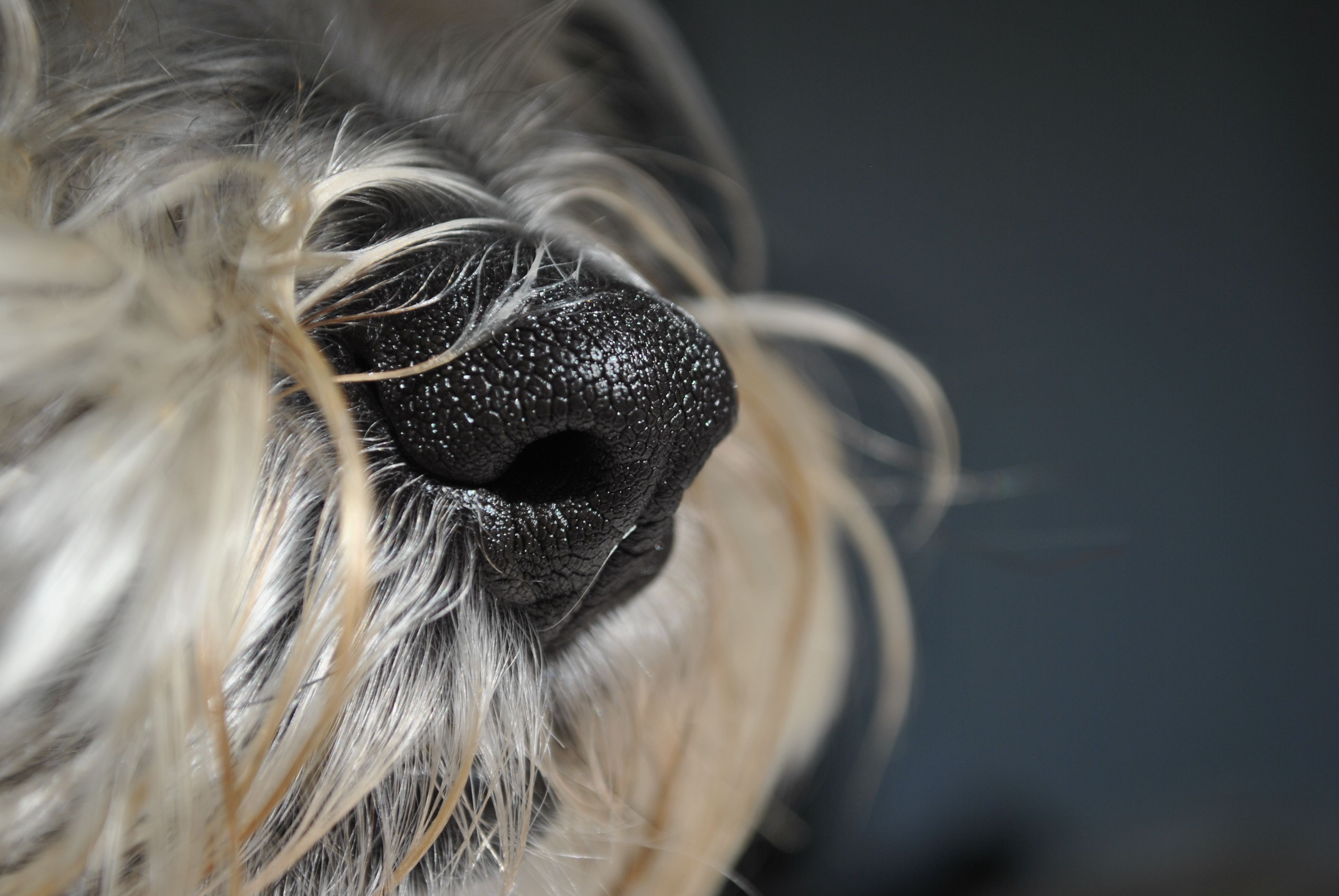 Close-up of a Terrier Dog's Nose and Whiskers · Free Stock Photo