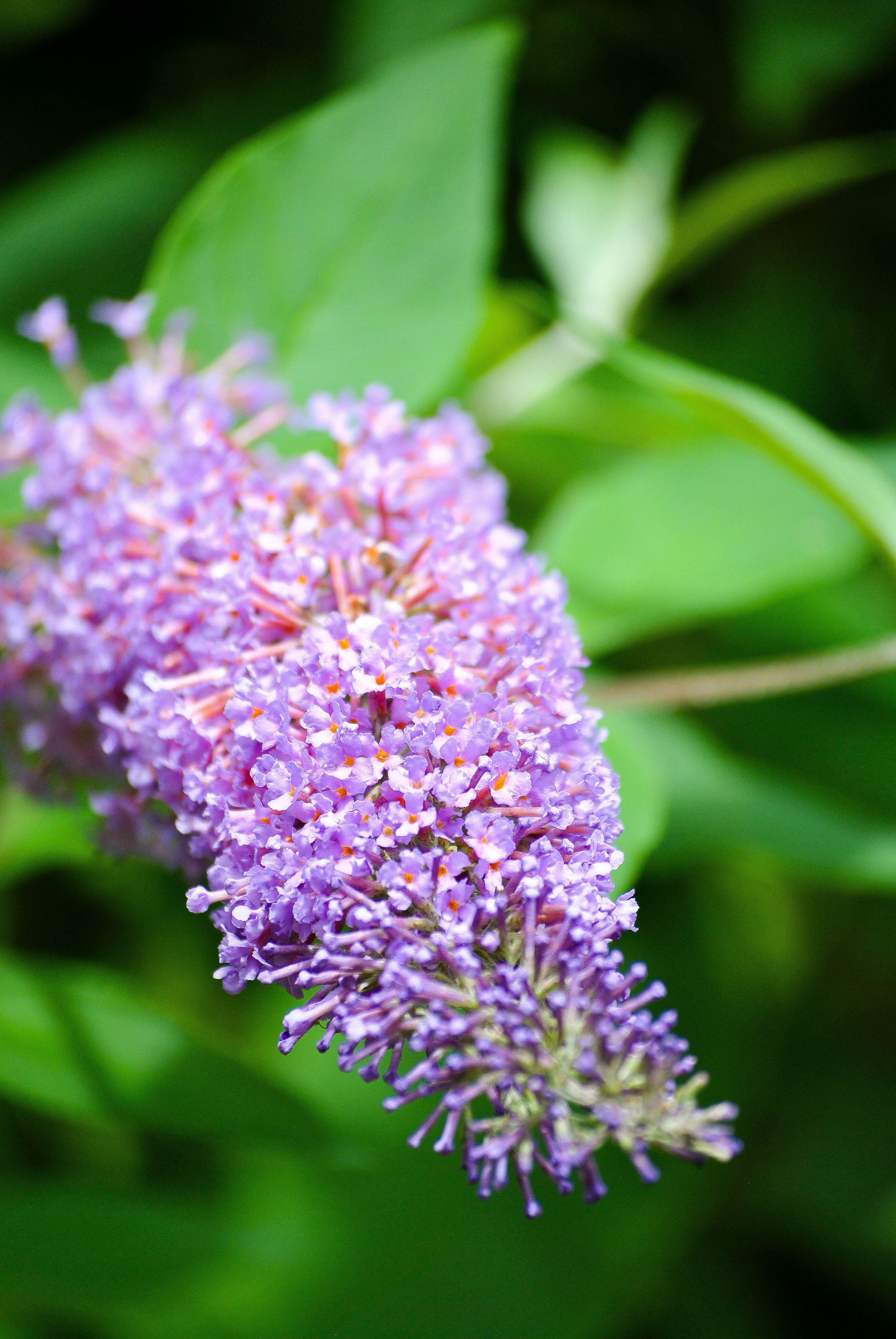 Close-Up of Vibrant Purple Buddleia Flowers in Bloom · Free Stock Photo