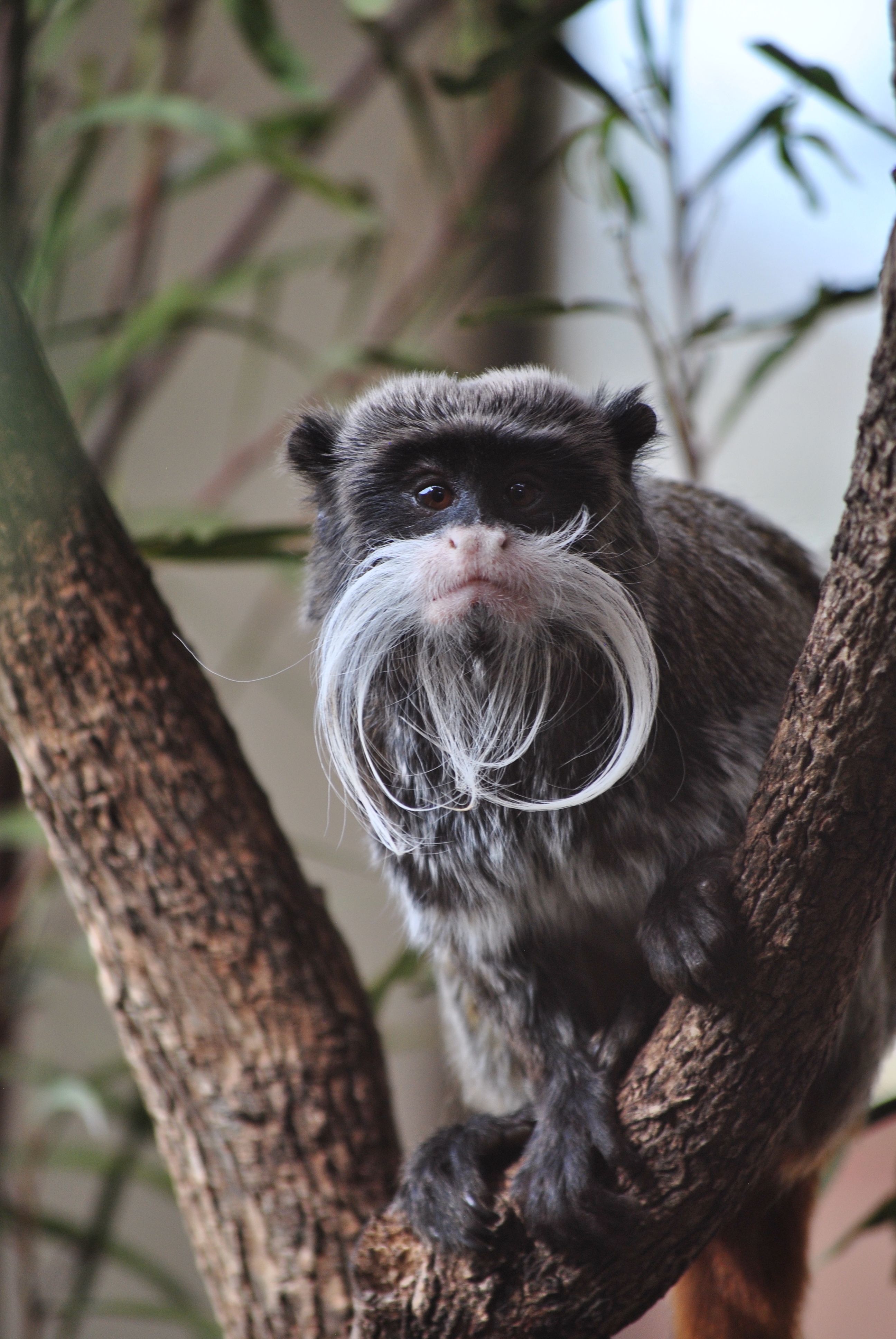 Foto de stock gratuita sobre amazonas, animal, animal exotico, arbóreo ...