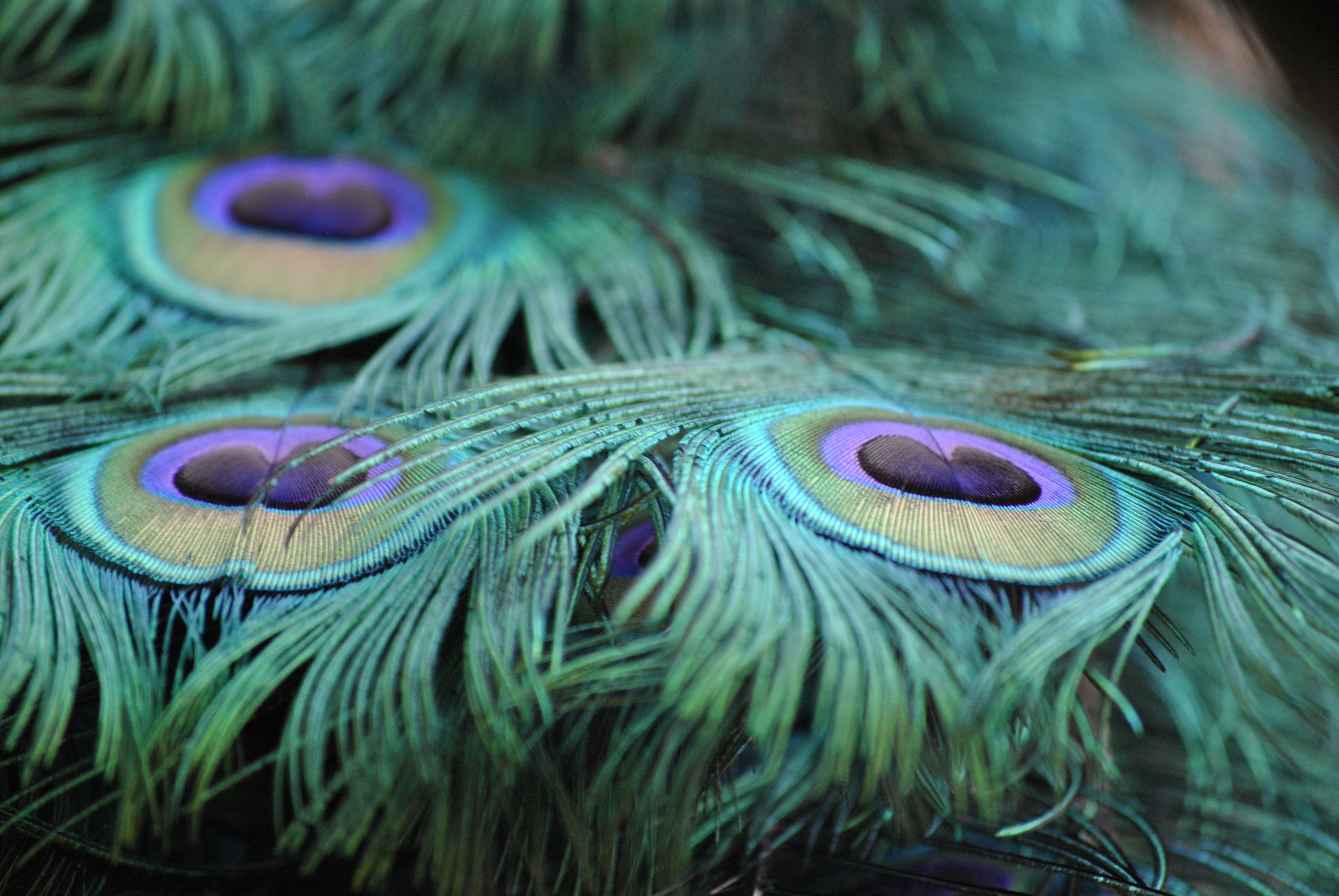 Close-up of Vibrant Peacock Feathers · Free Stock Photo