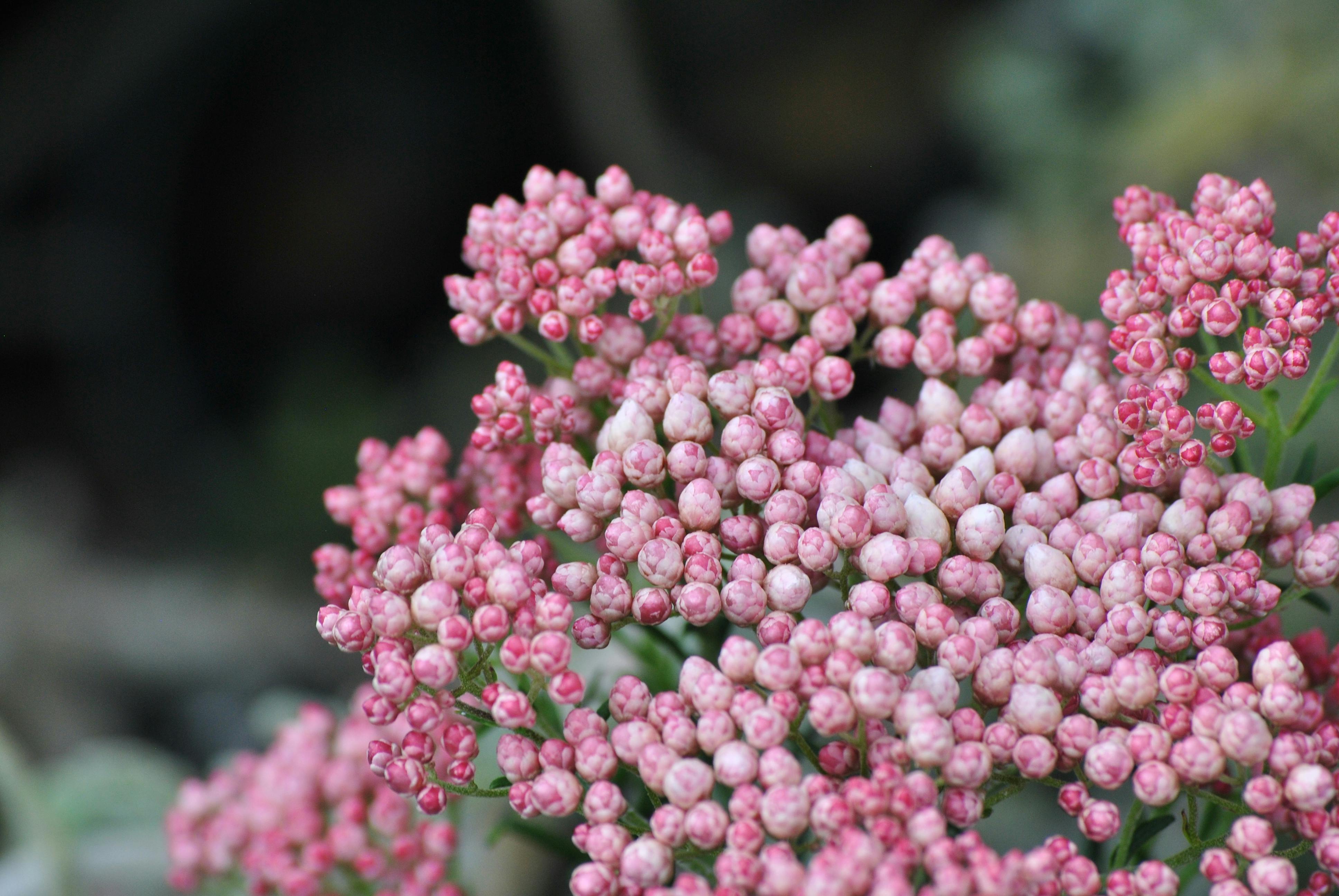 Close-Up of Pink Blossom Clusters in Nature · Free Stock Photo
