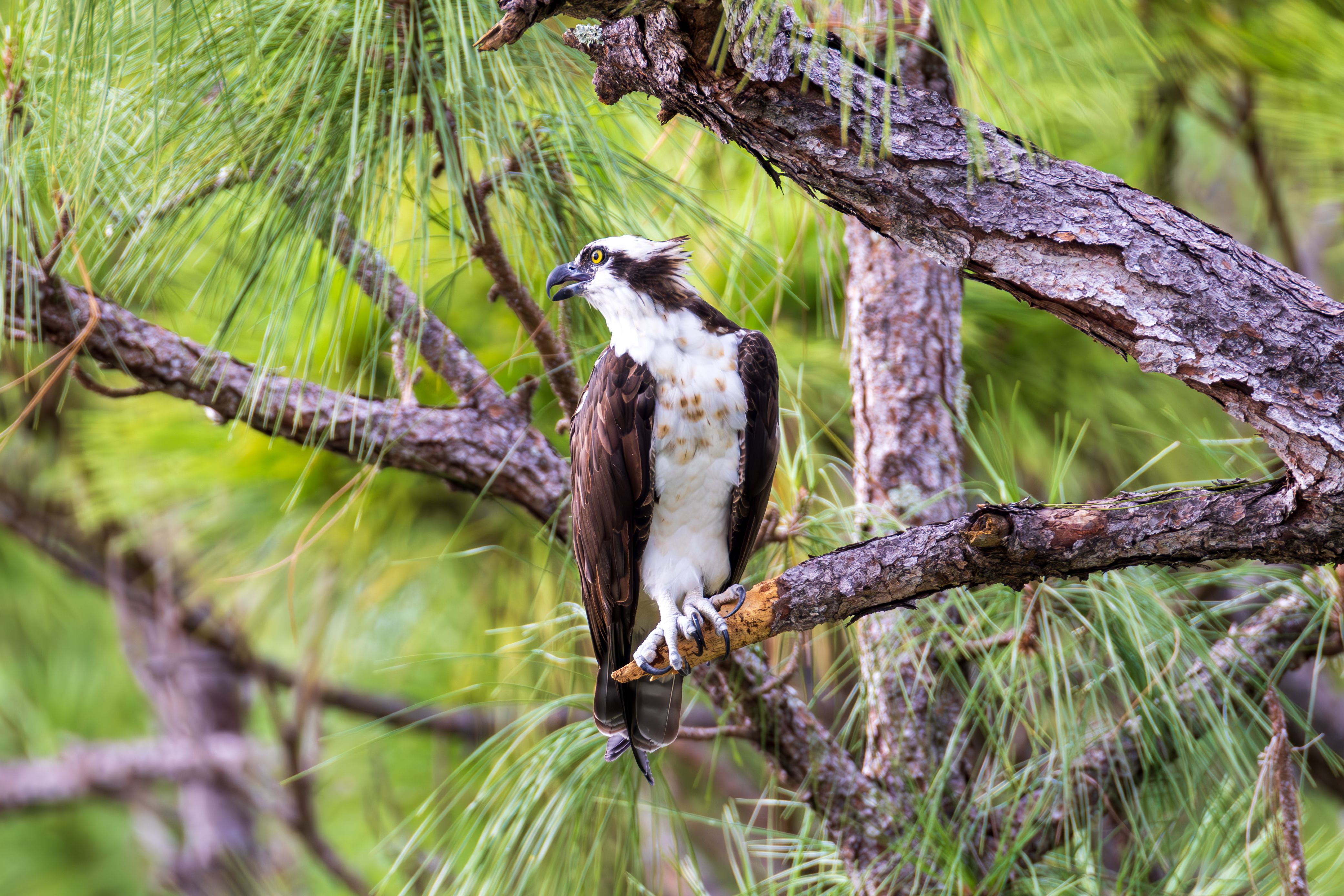 Osprey Perched on Pine Branch in Nature · Free Stock Photo