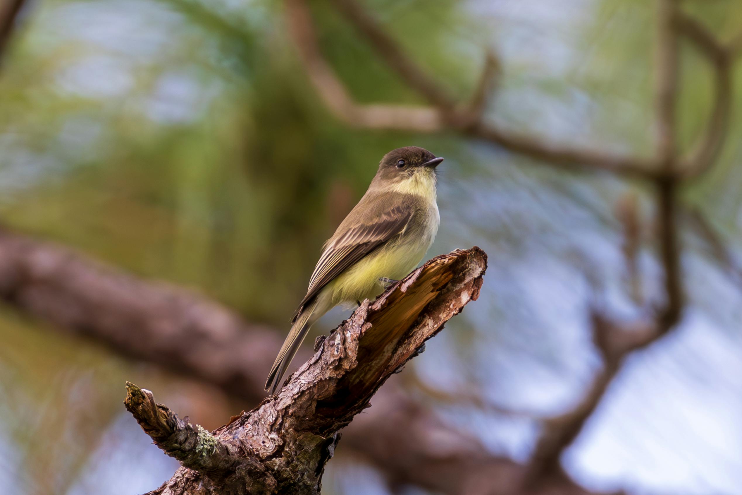 Eastern Phoebe Perched on Pine Tree Branch · Free Stock Photo
