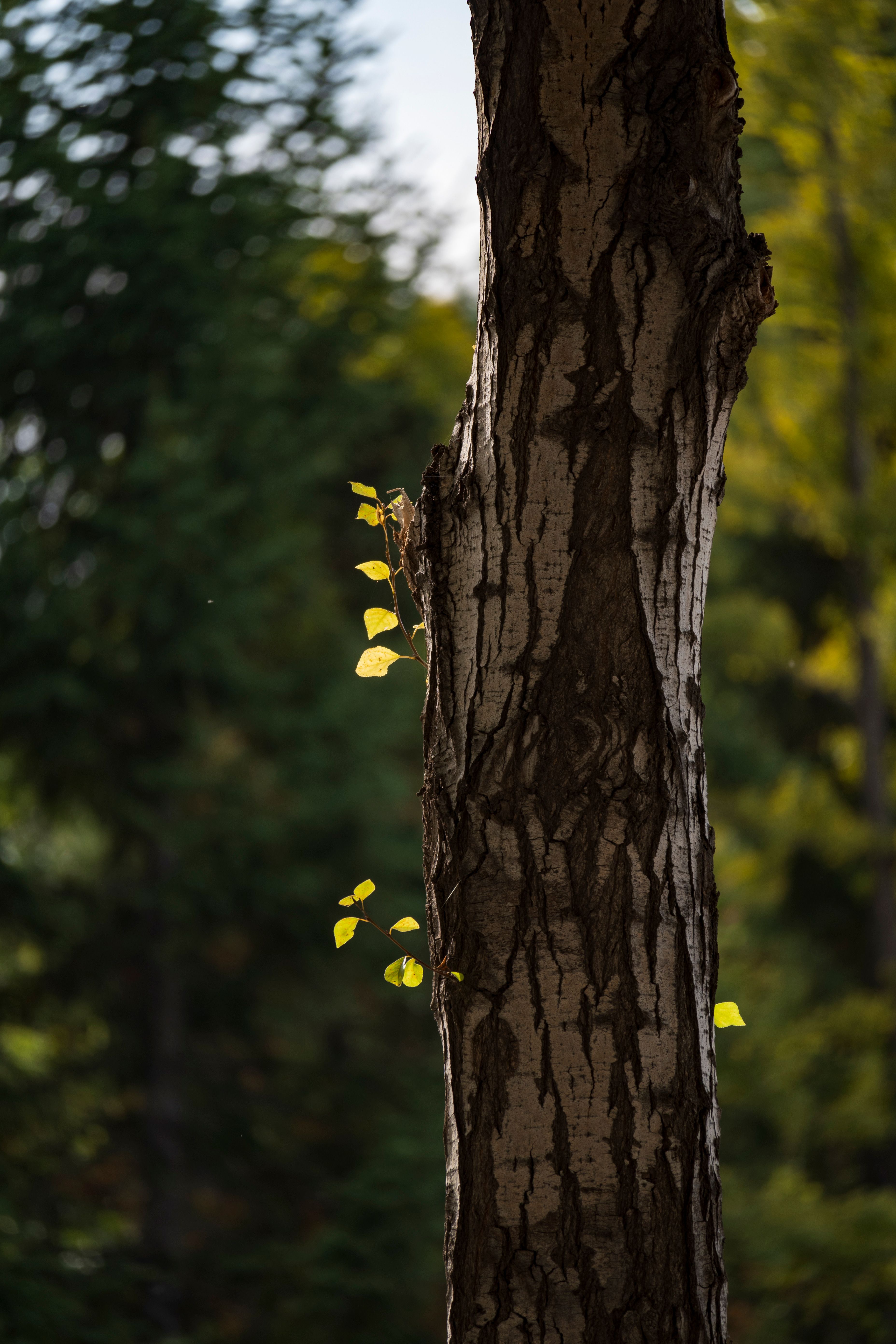 Brown Tree · Free Stock Photo