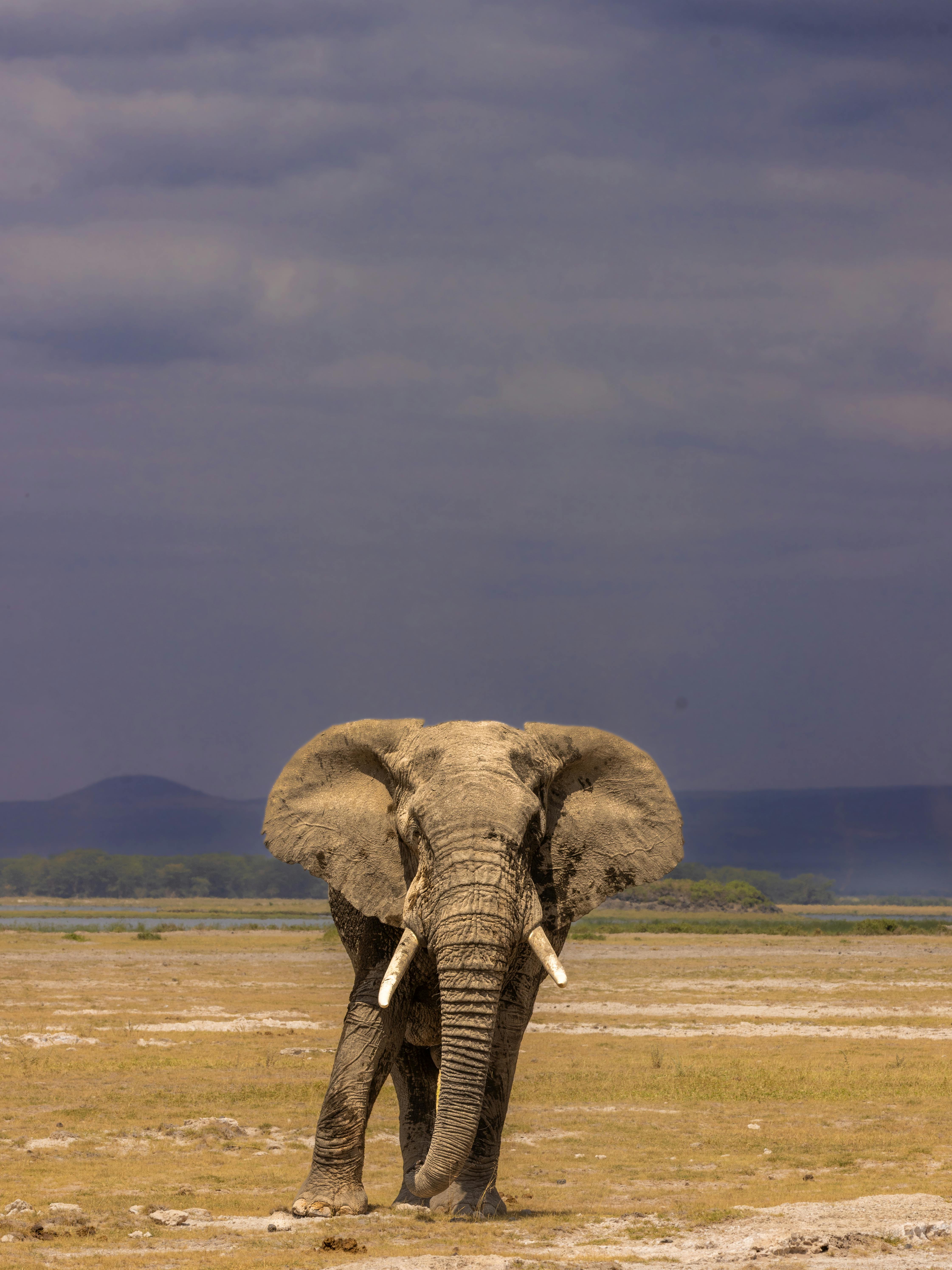 Majestic African Elephant in Kajiado Landscape · Free Stock Photo