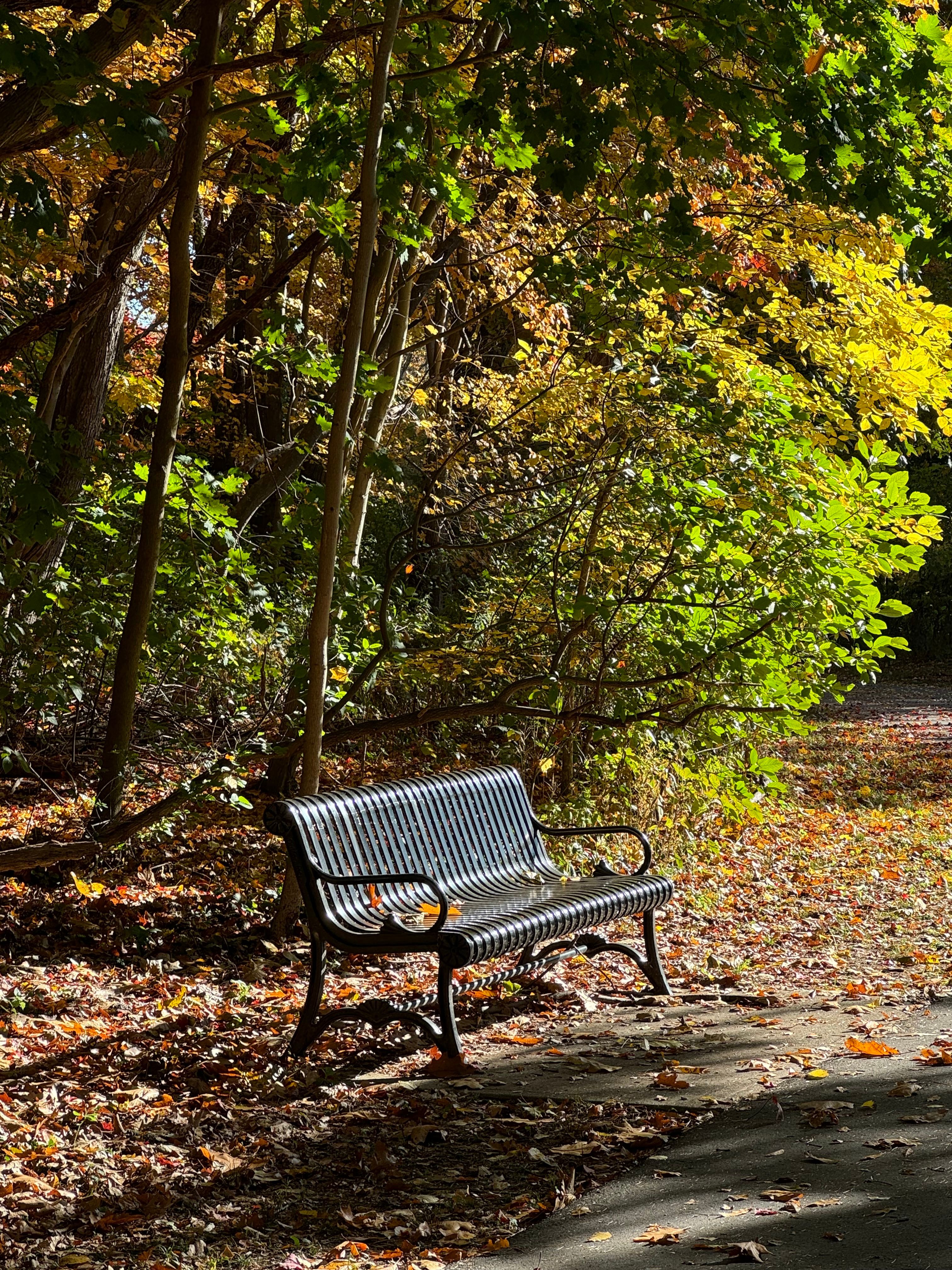 Autumn Serenity at a Park Bench · Free Stock Photo