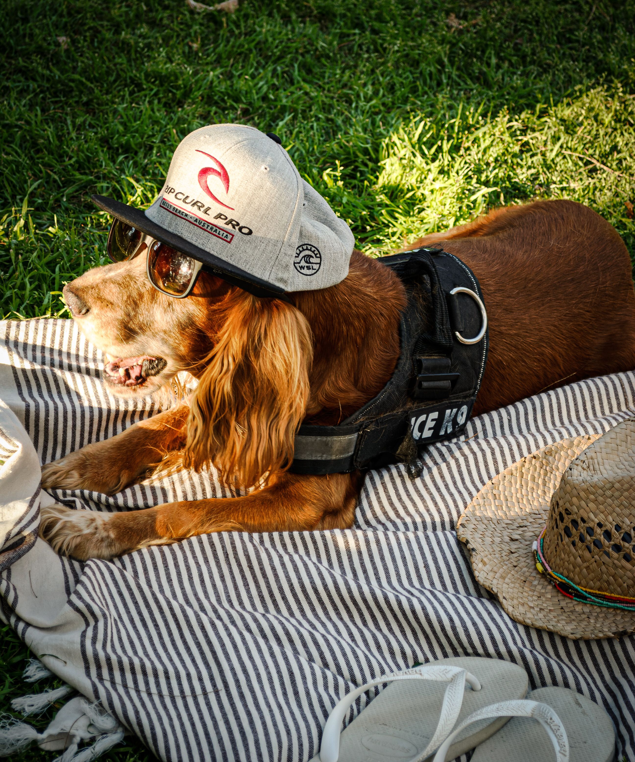 Charming Dog Relaxing Outdoors in Buenos Aires · Free Stock Photo