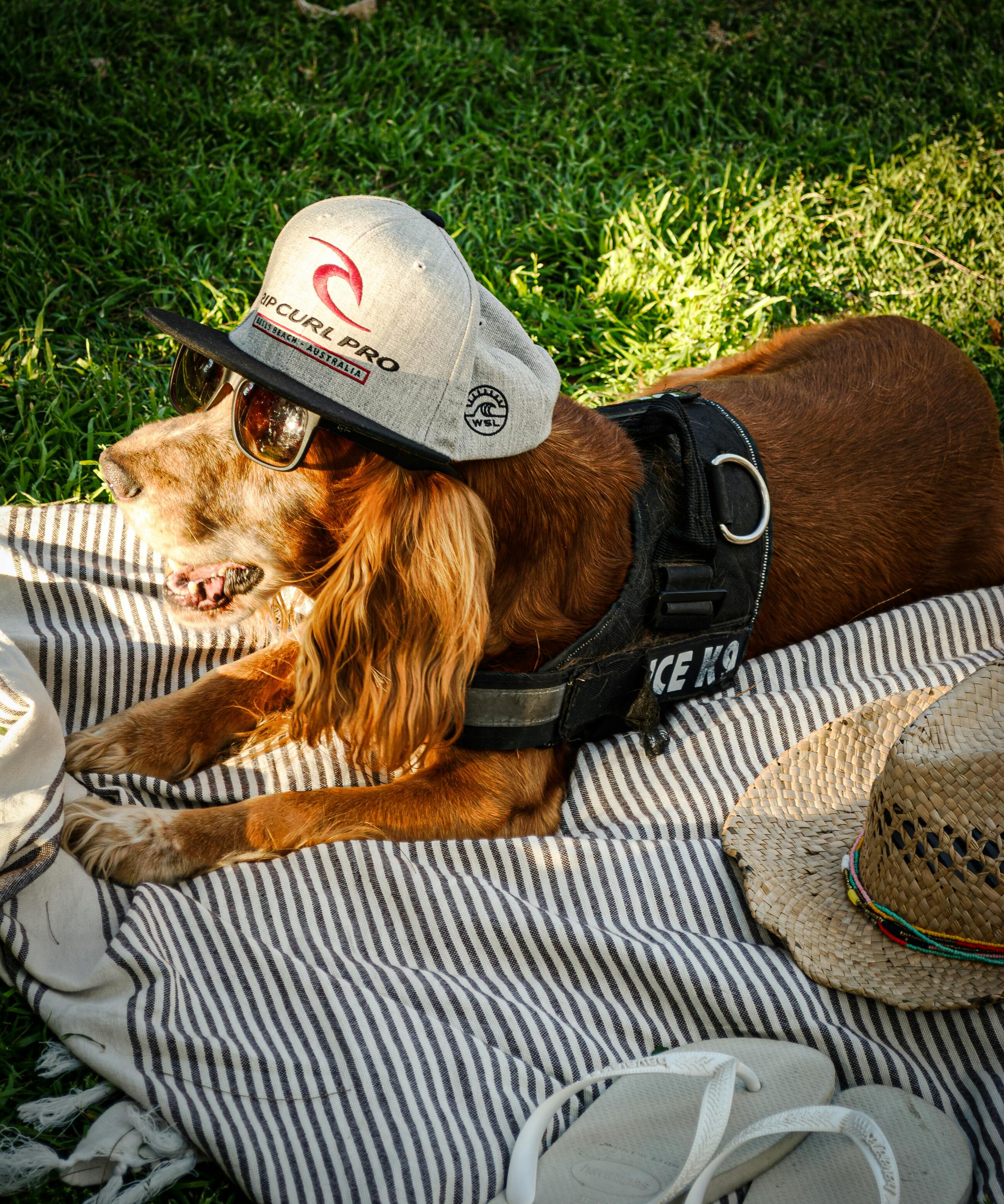 Perrito Encantador Descansando Al Aire Libre En Buenos Aires · Foto de ...