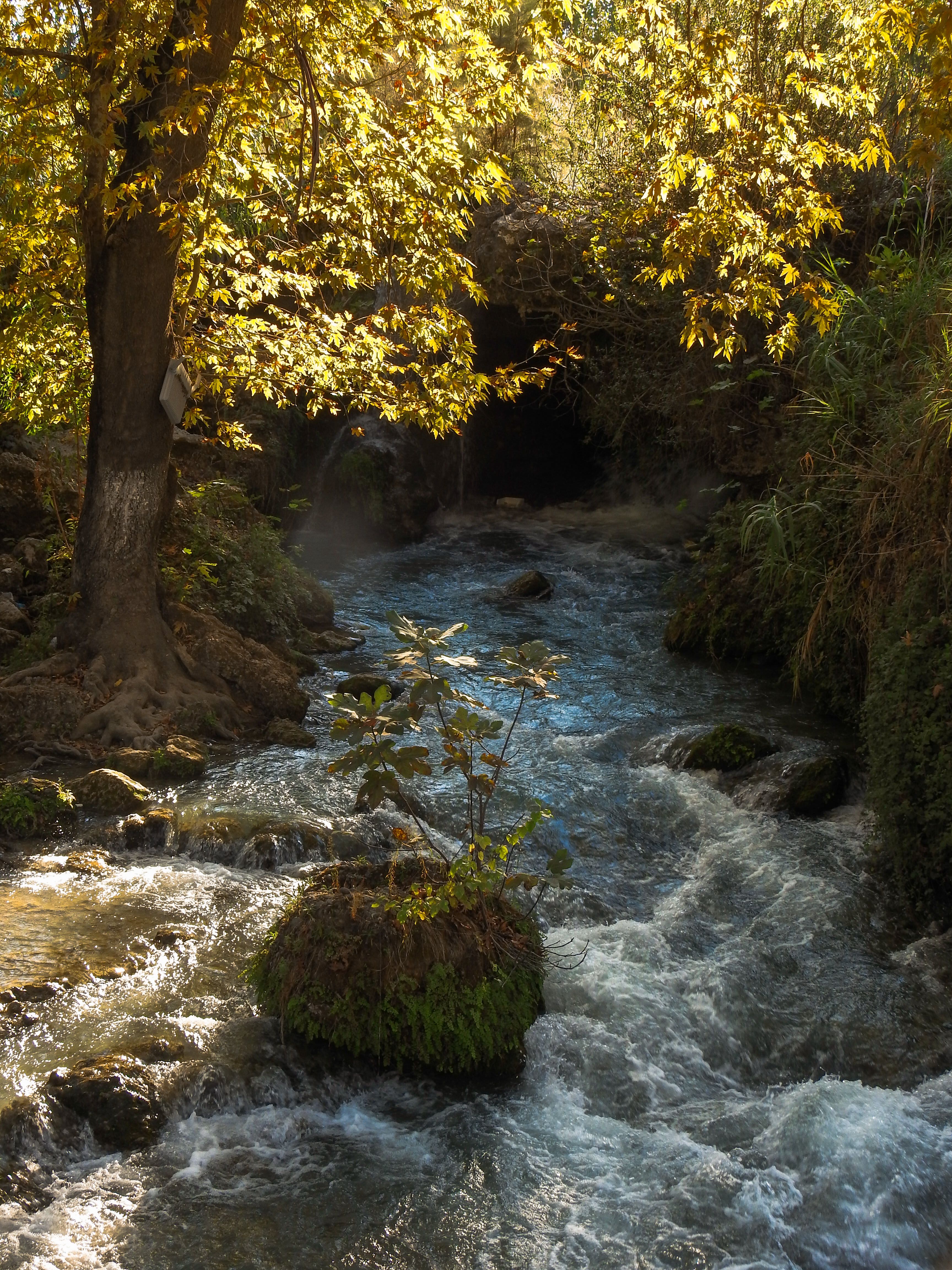 Serene Autumn Stream in a Forest Landscape · Free Stock Photo
