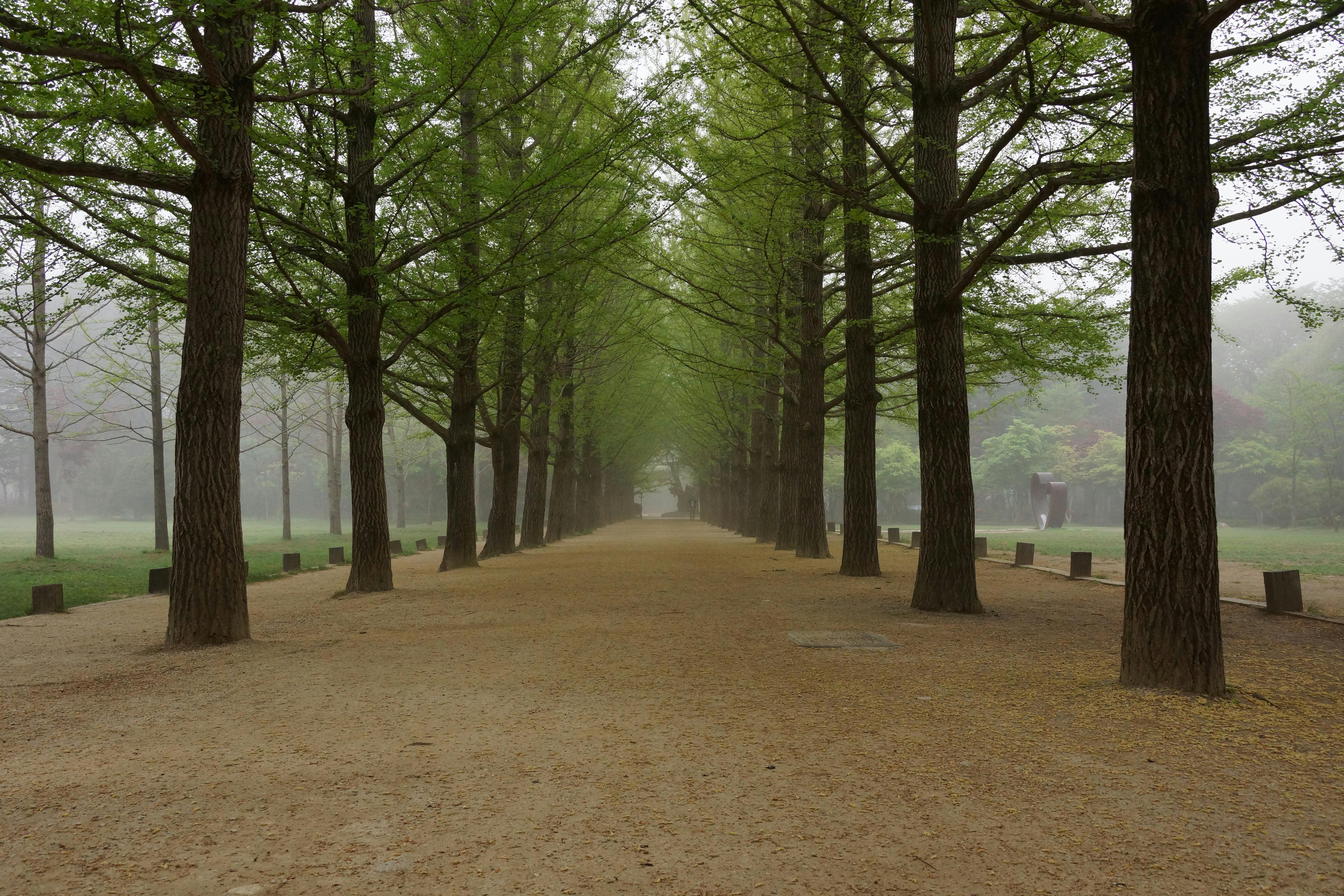 Misty Tree-Lined Pathway in Serene Park Setting · Free Stock Photo