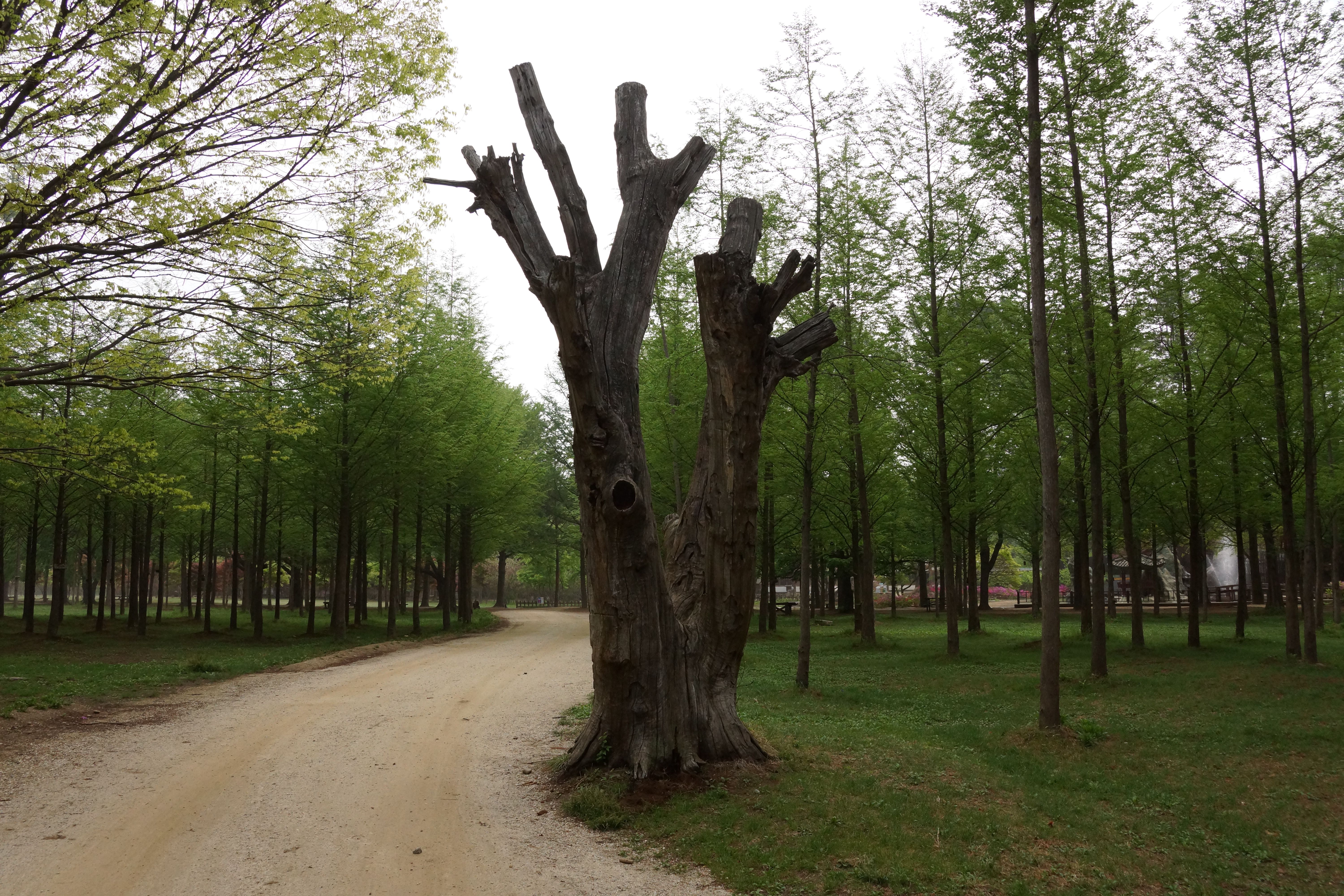 Pathway Through Forest with Bare Tree Stump · Free Stock Photo
