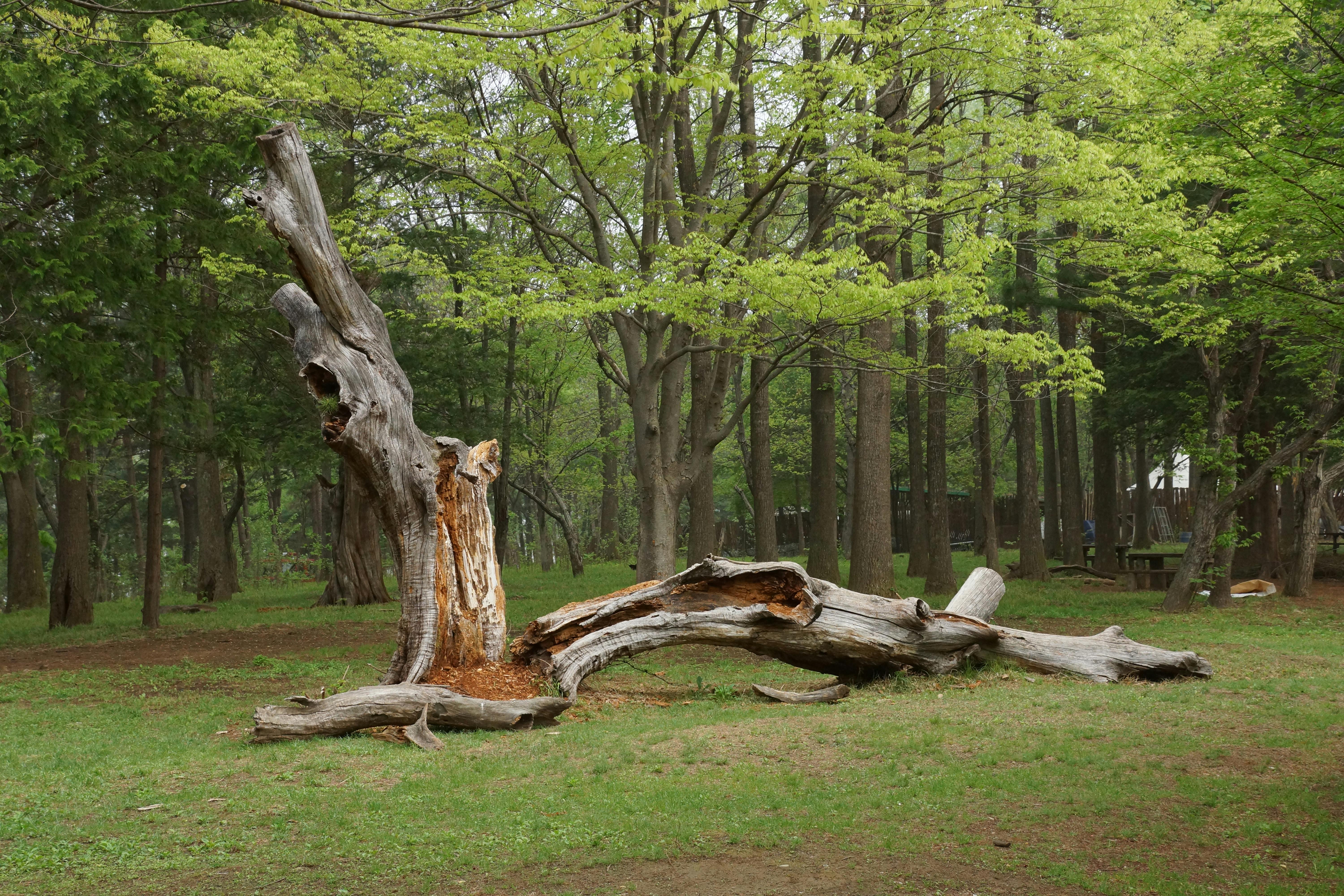 Tree Log · Free Stock Photo