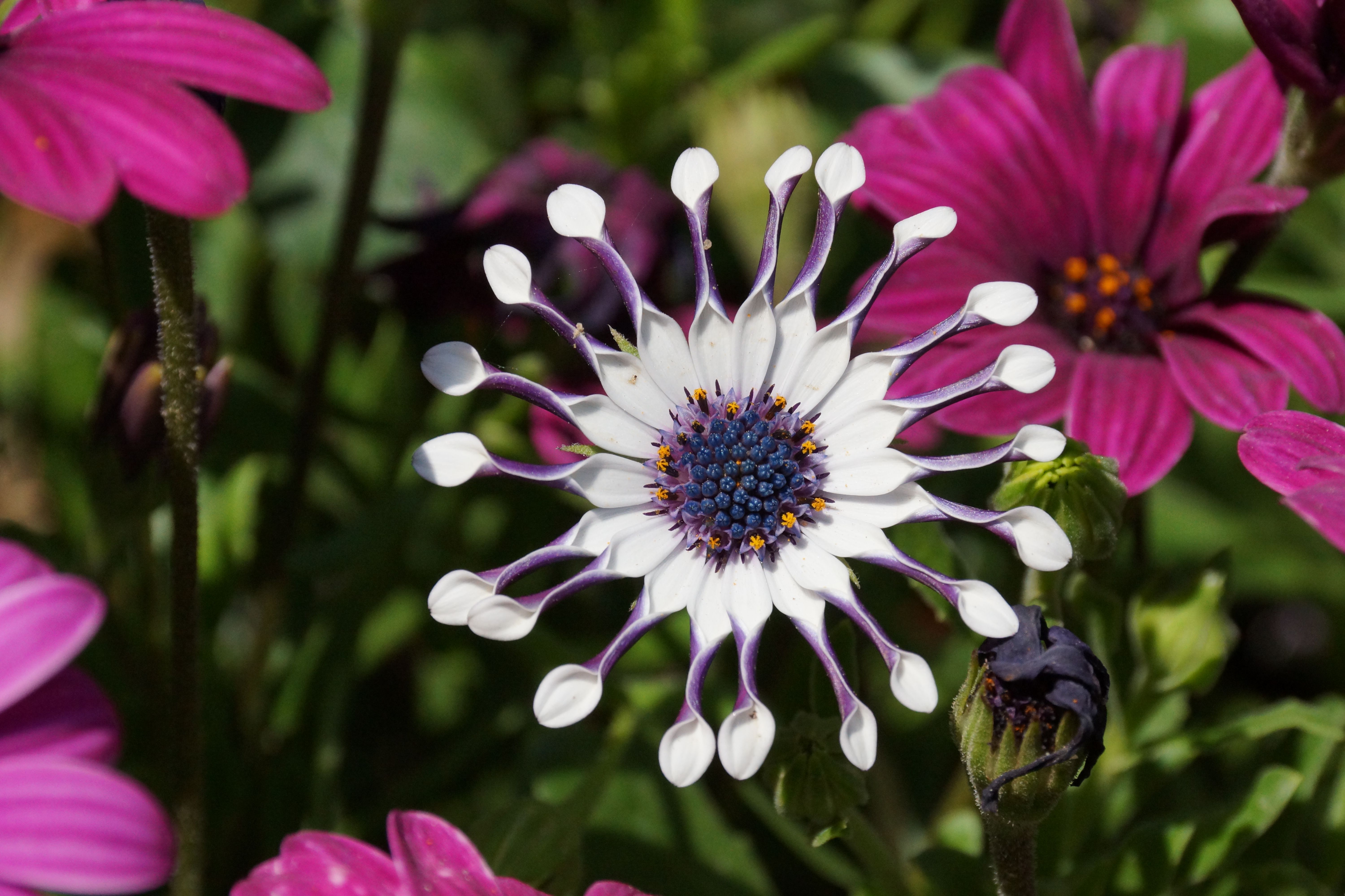 Close-up of African Daisy in Vibrant Bloom · Free Stock Photo