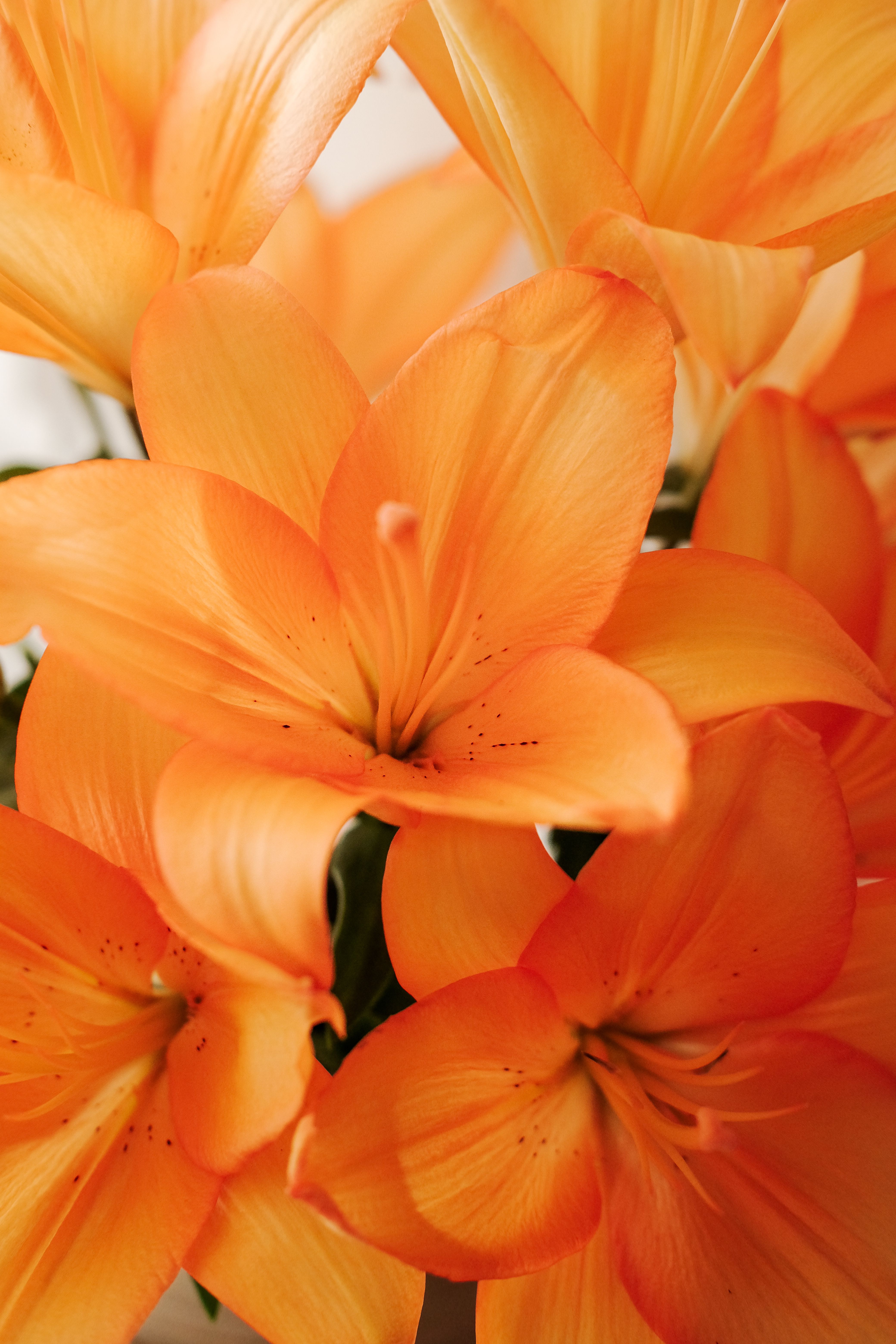 Orange Photos, Download The BEST Free Orange Stock Photos & HD Images