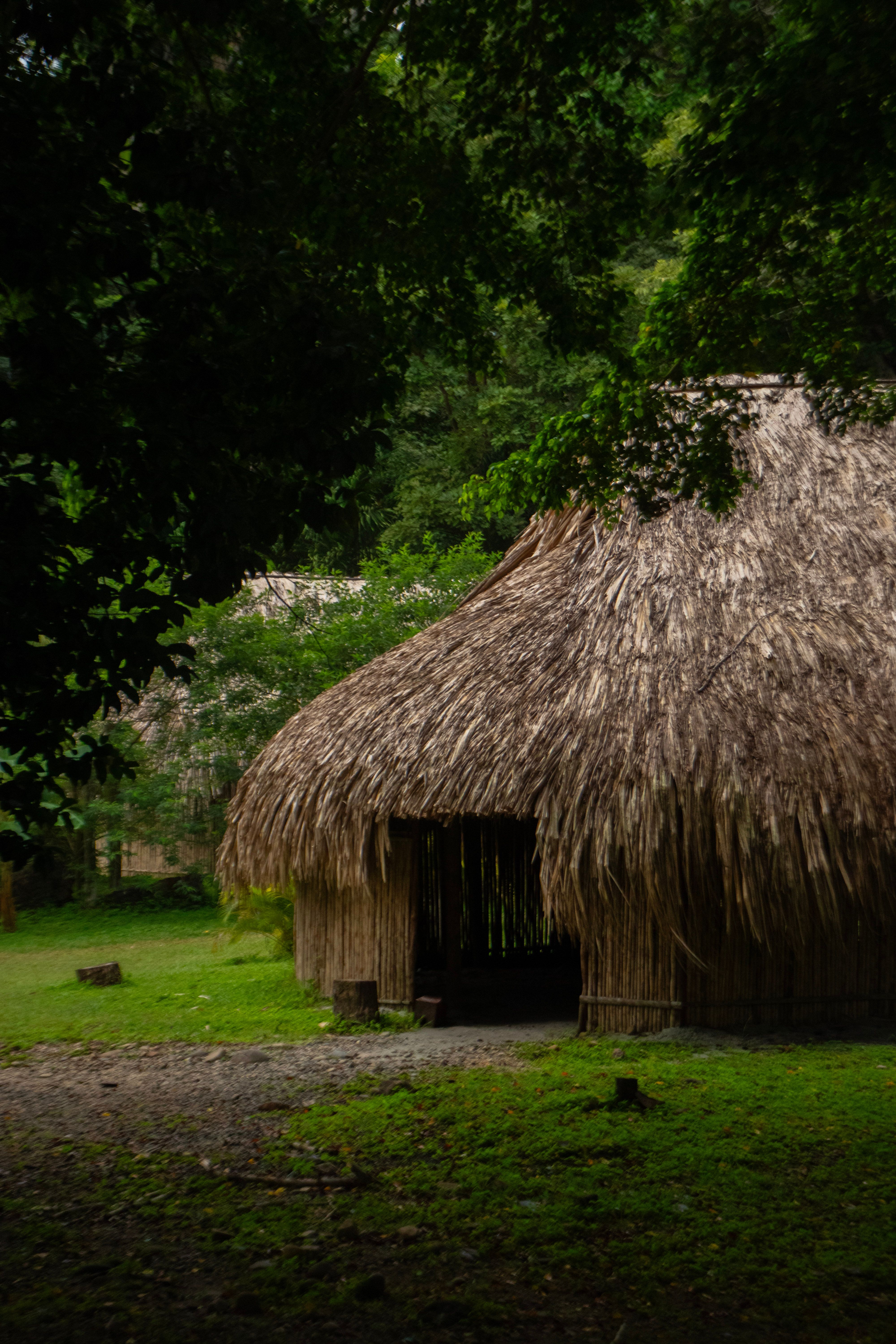 Traditional Thatched Hut in Lush Forest Setting · Free Stock Photo