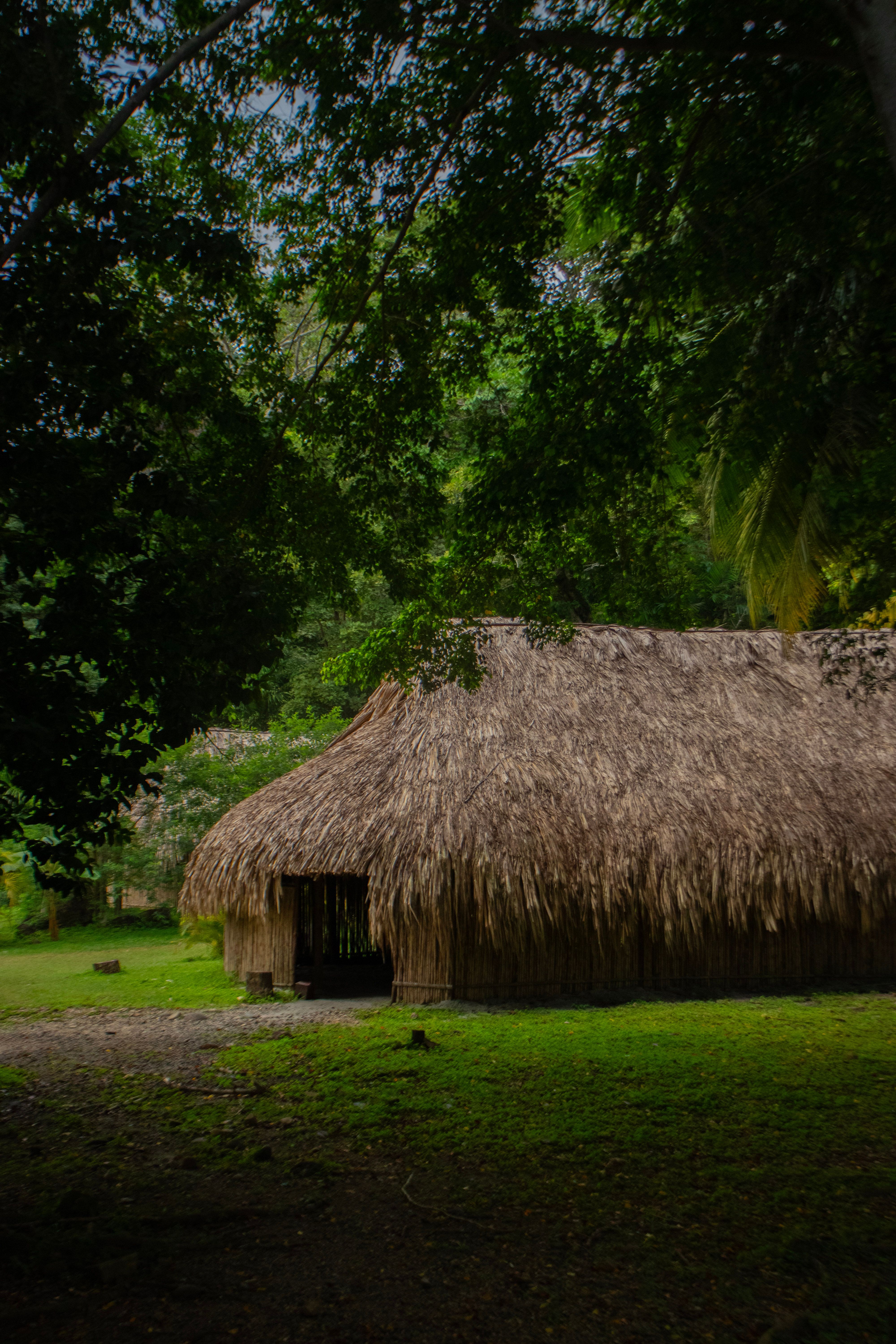 Traditional Thatched Roof Hut in Lush Jungle Setting · Free Stock Photo