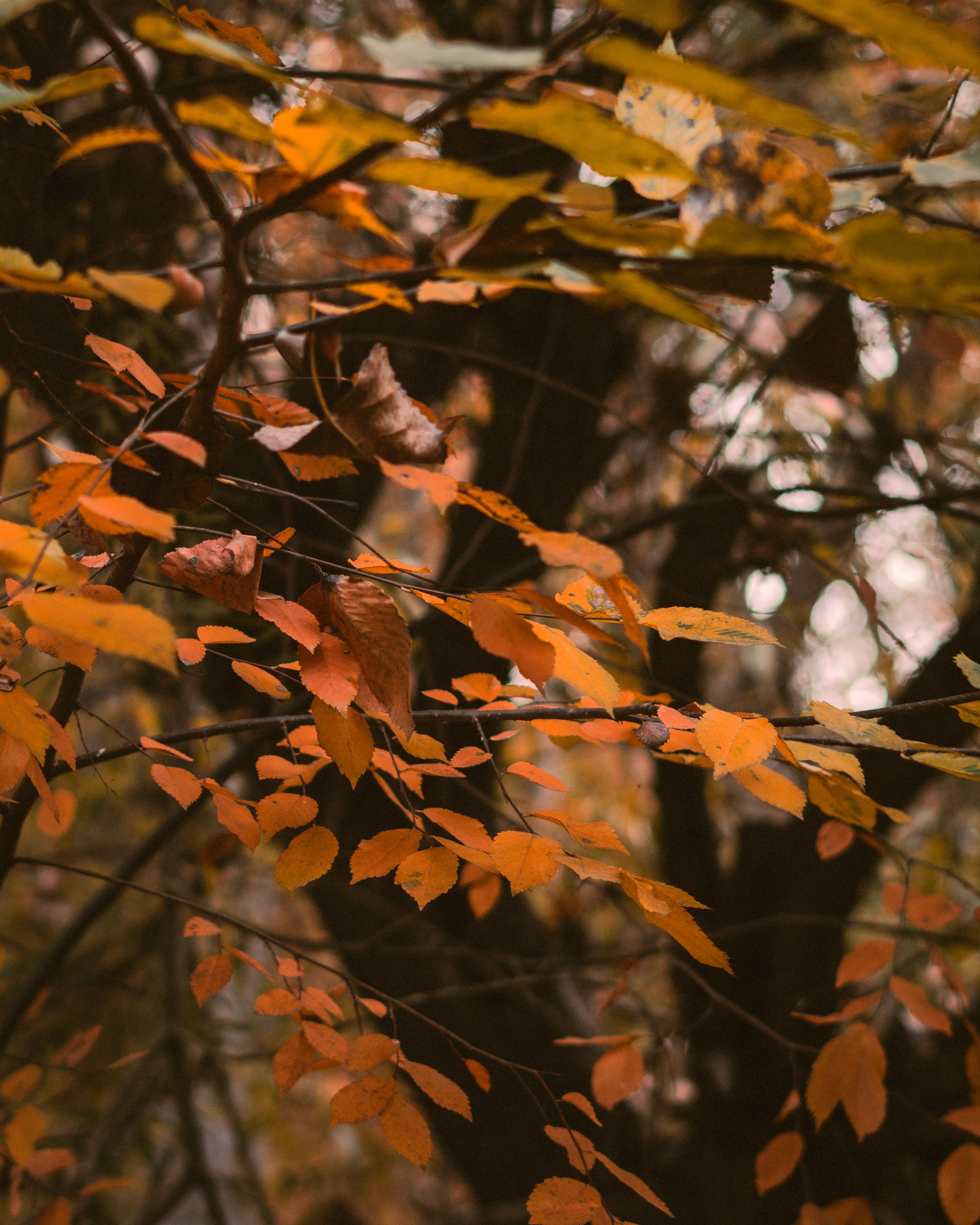 Autumn Leaves on Branches in Soft Focus · Free Stock Photo