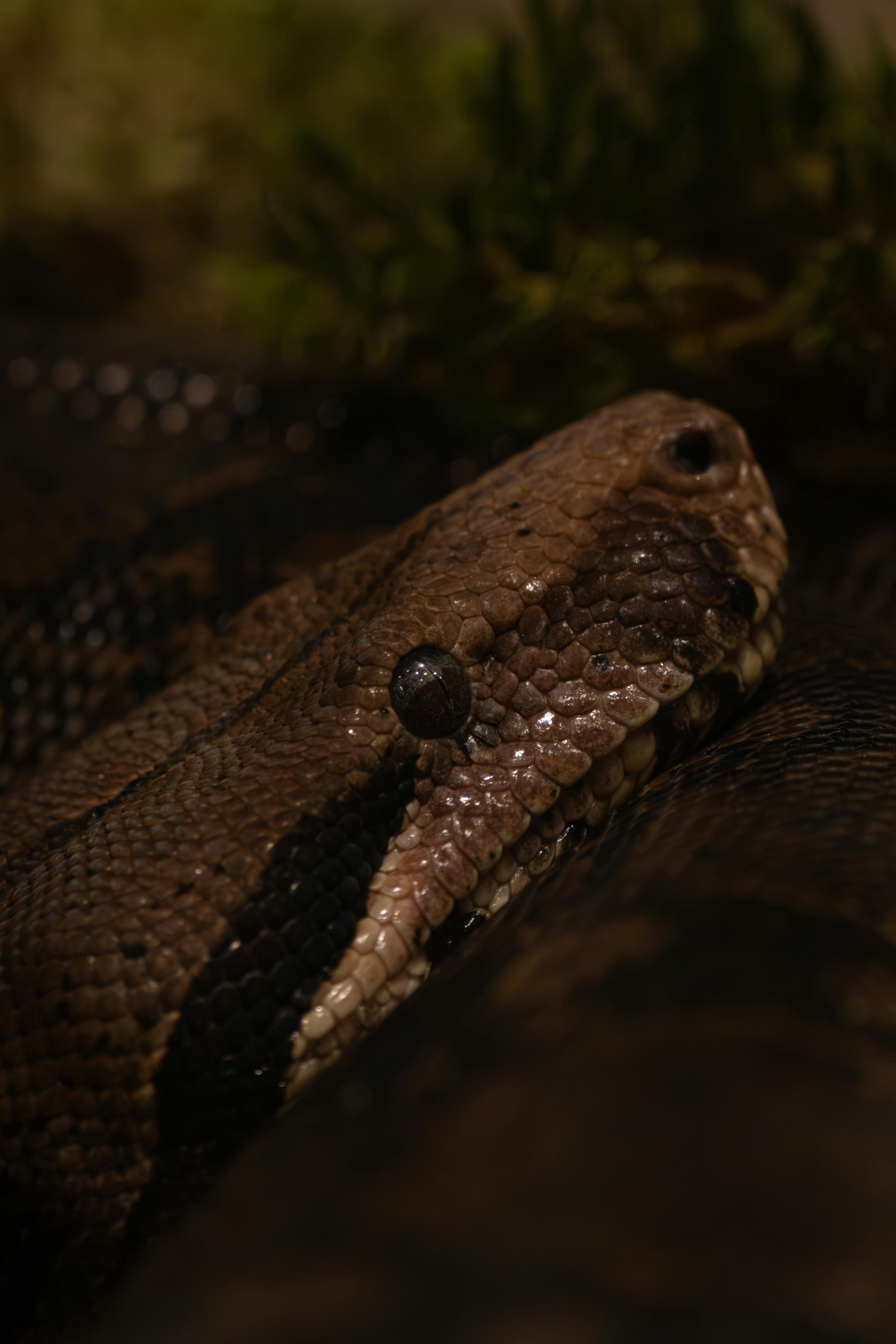 Close-up of a Coiled Python&#039;s Head · Free Stock Photo