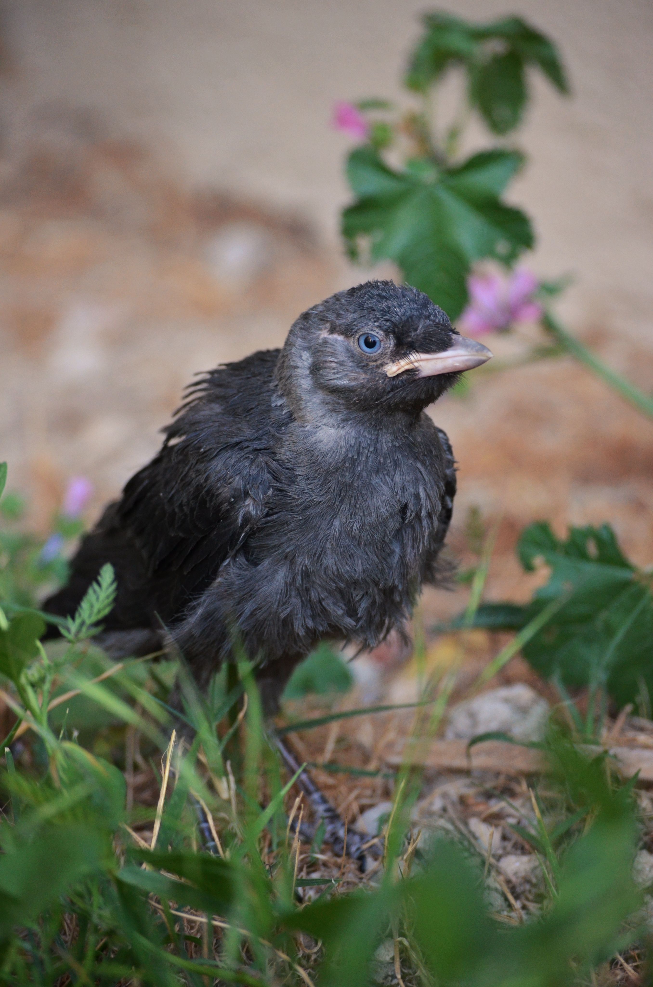 Juvenile Bird in Natural Habitat Surrounded by Greenery · Free Stock Photo