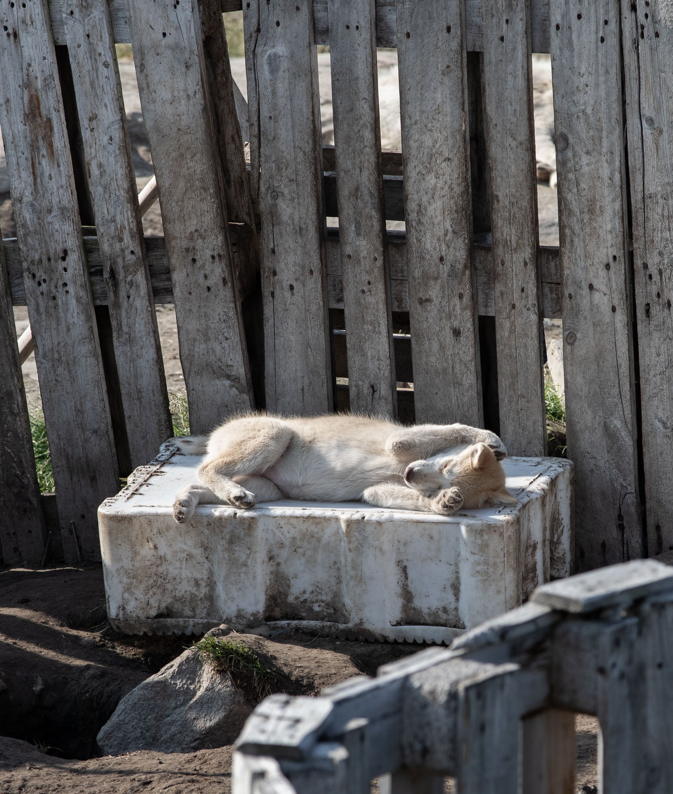 Sleeping Dog in Rustic Outdoor Setting · Free Stock Photo