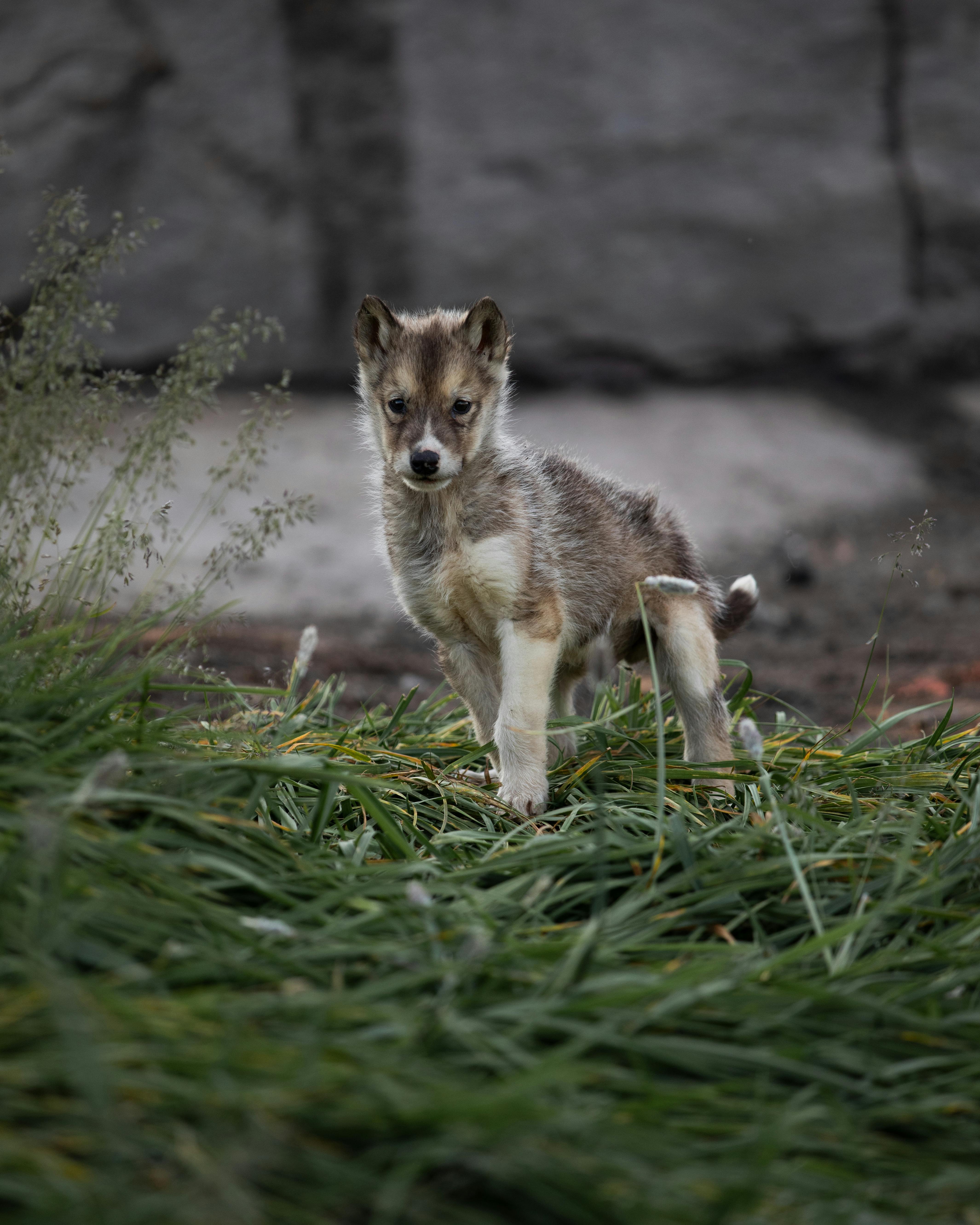 Adorable Wolf Pup in Grassy Habitat · Free Stock Photo