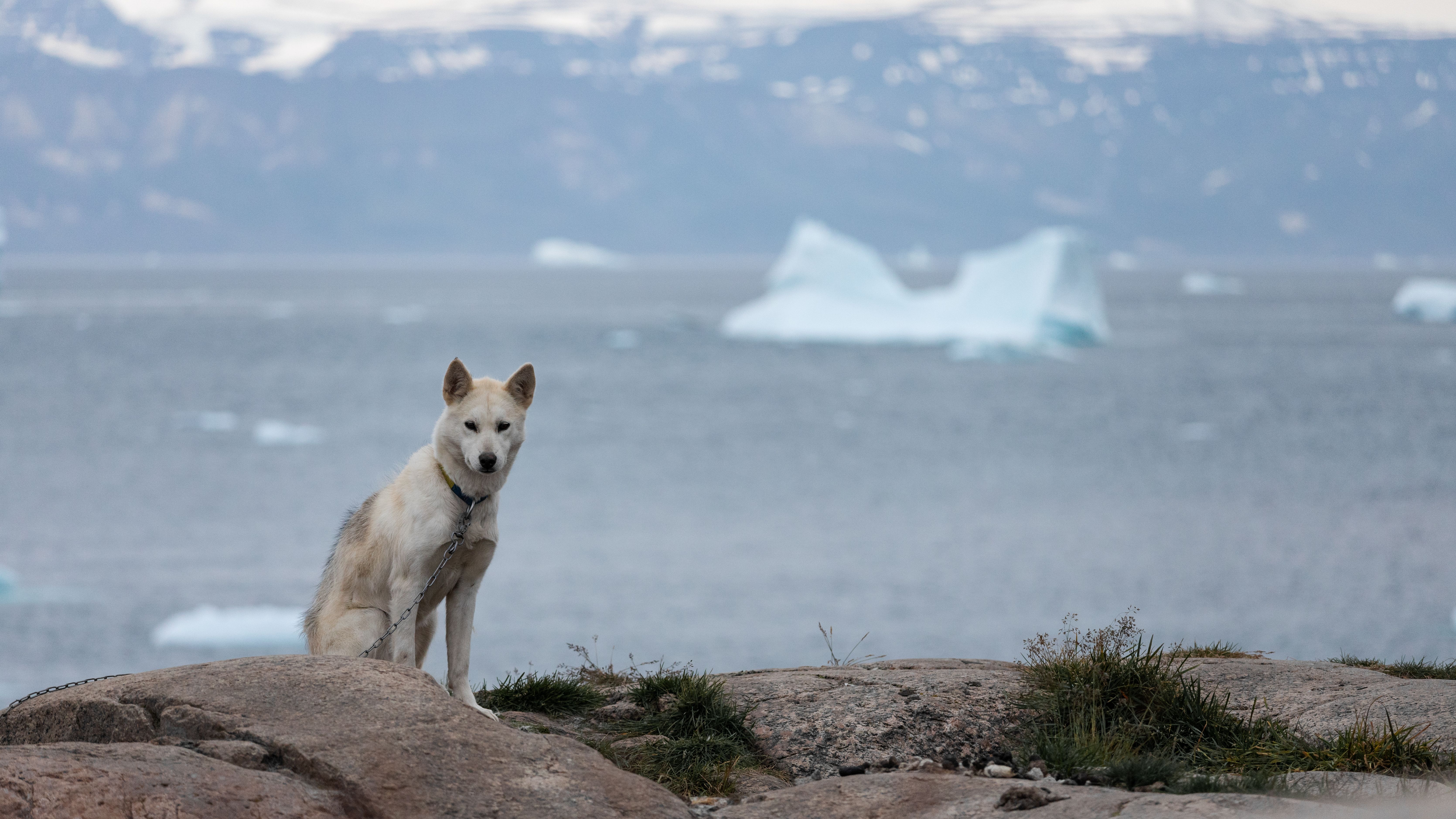 Husky Dog on Arctic Landscape with Icebergs · Free Stock Photo