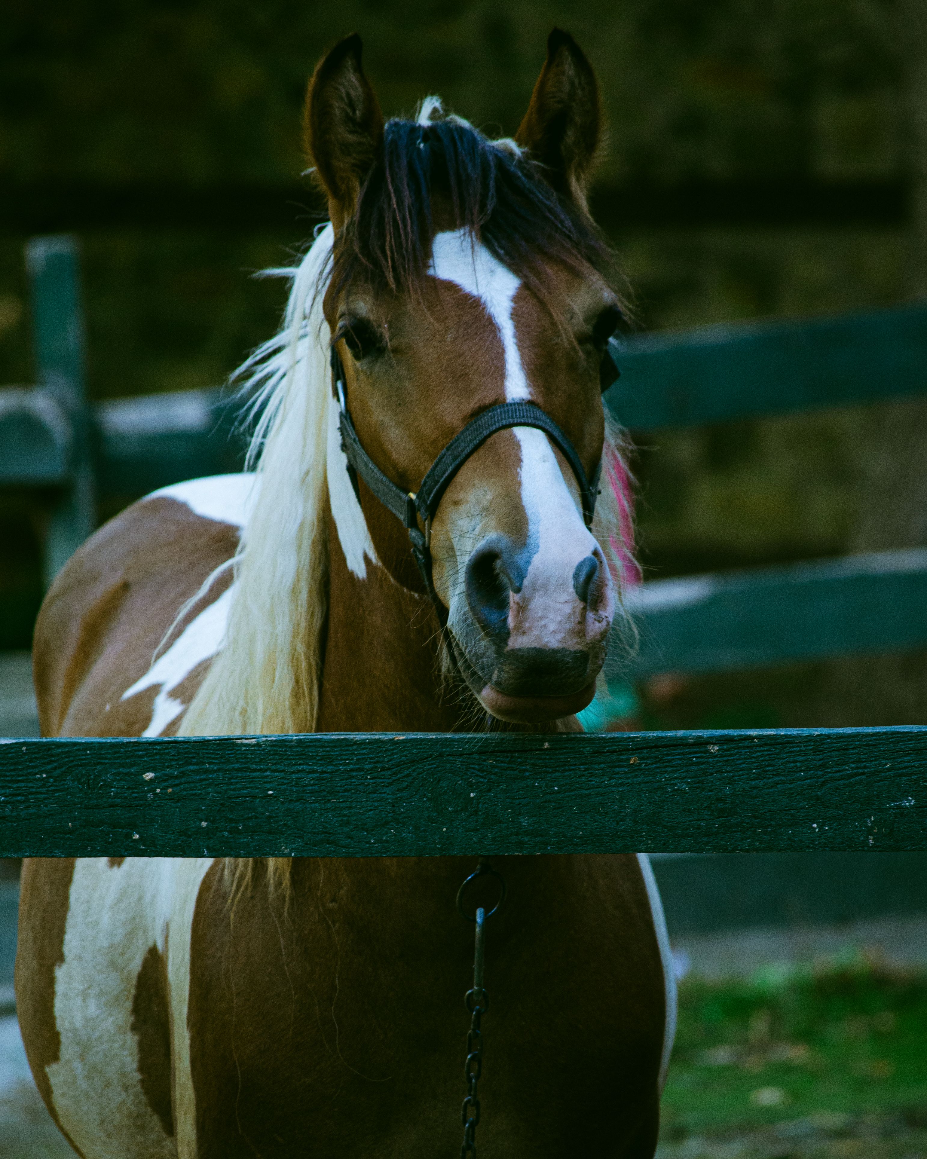 Horse Sojle Photos, Download The BEST Free Horse Sojle Stock Photos ...