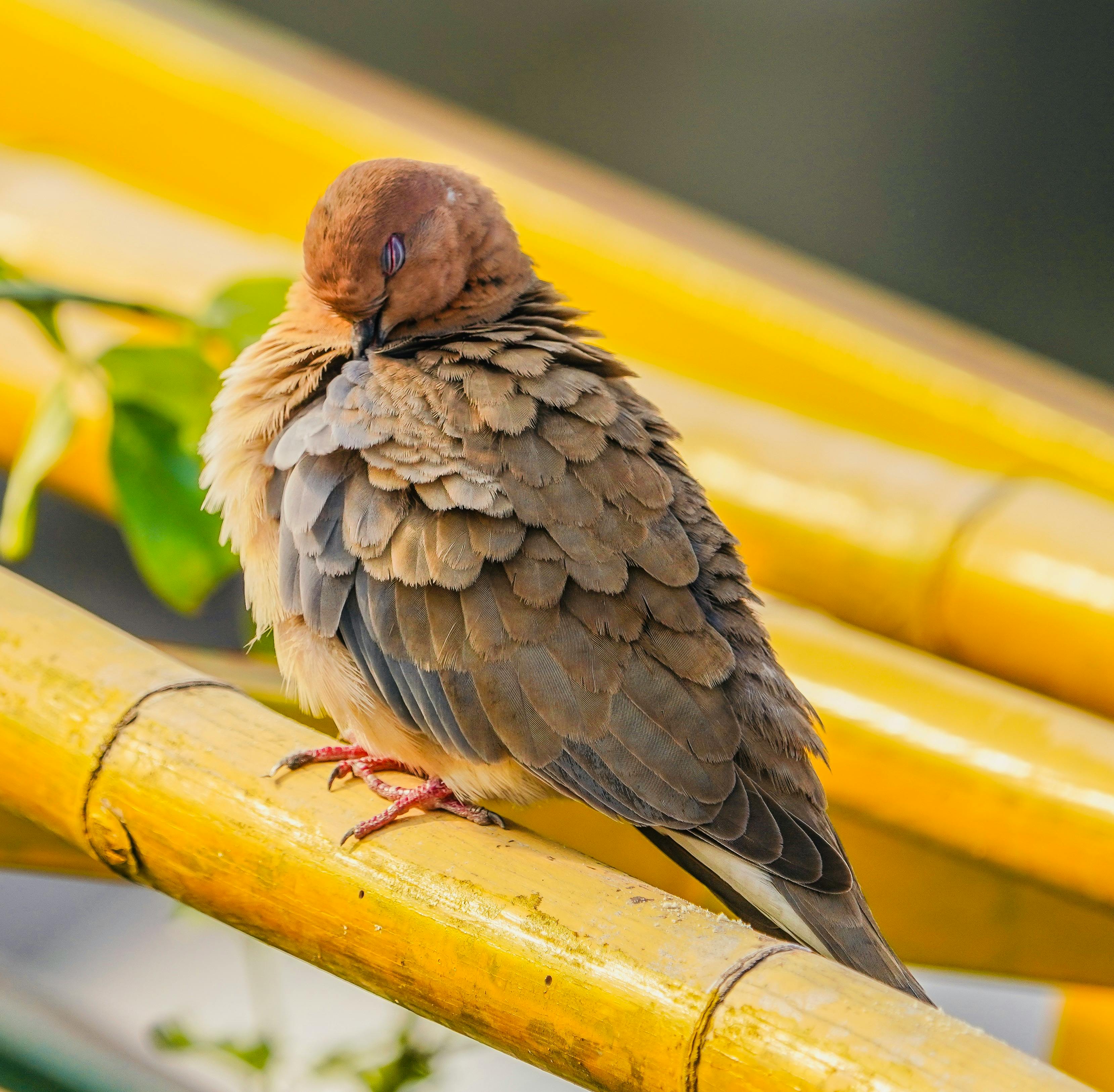 Close-Up of Mourning Dove Resting on Bamboo · Free Stock Photo