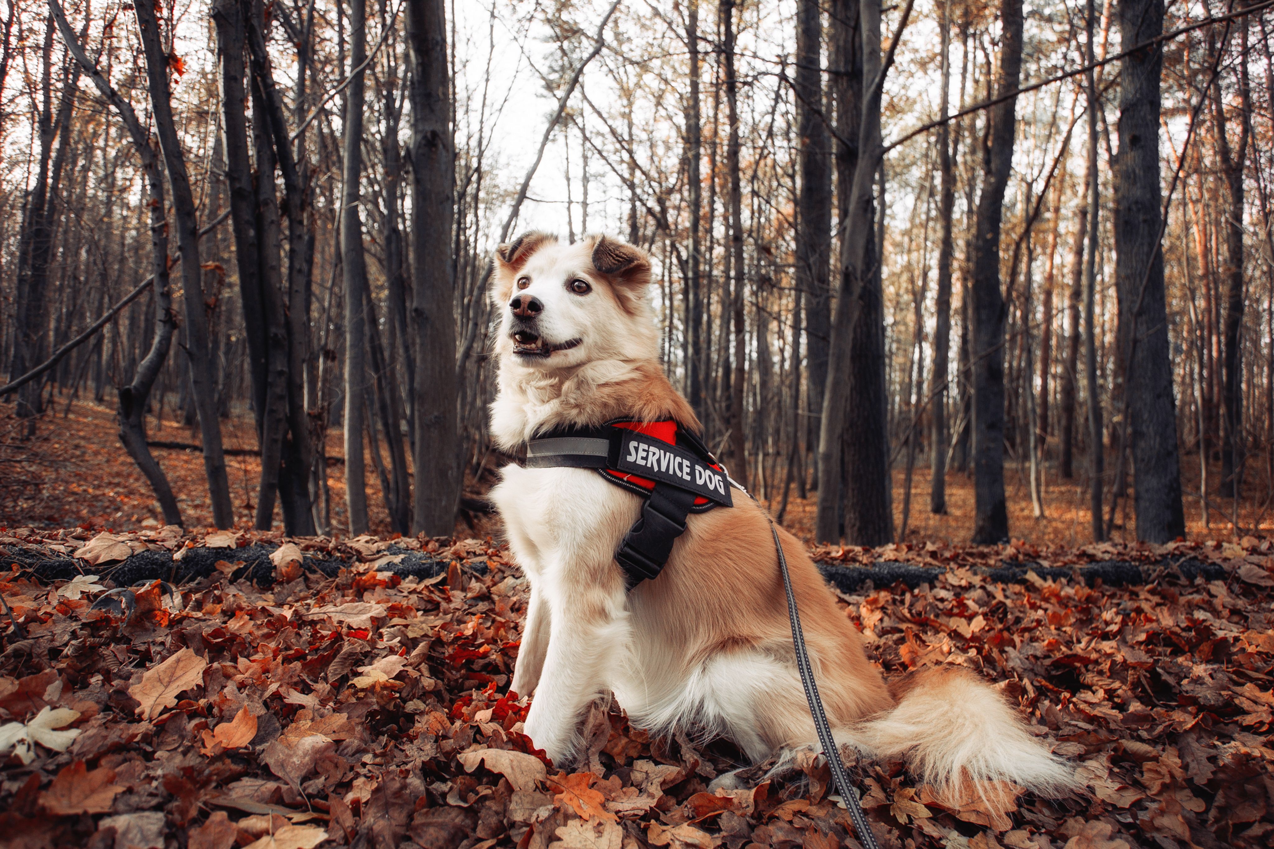 Service Dog in Autumnal Forest Setting · Free Stock Photo