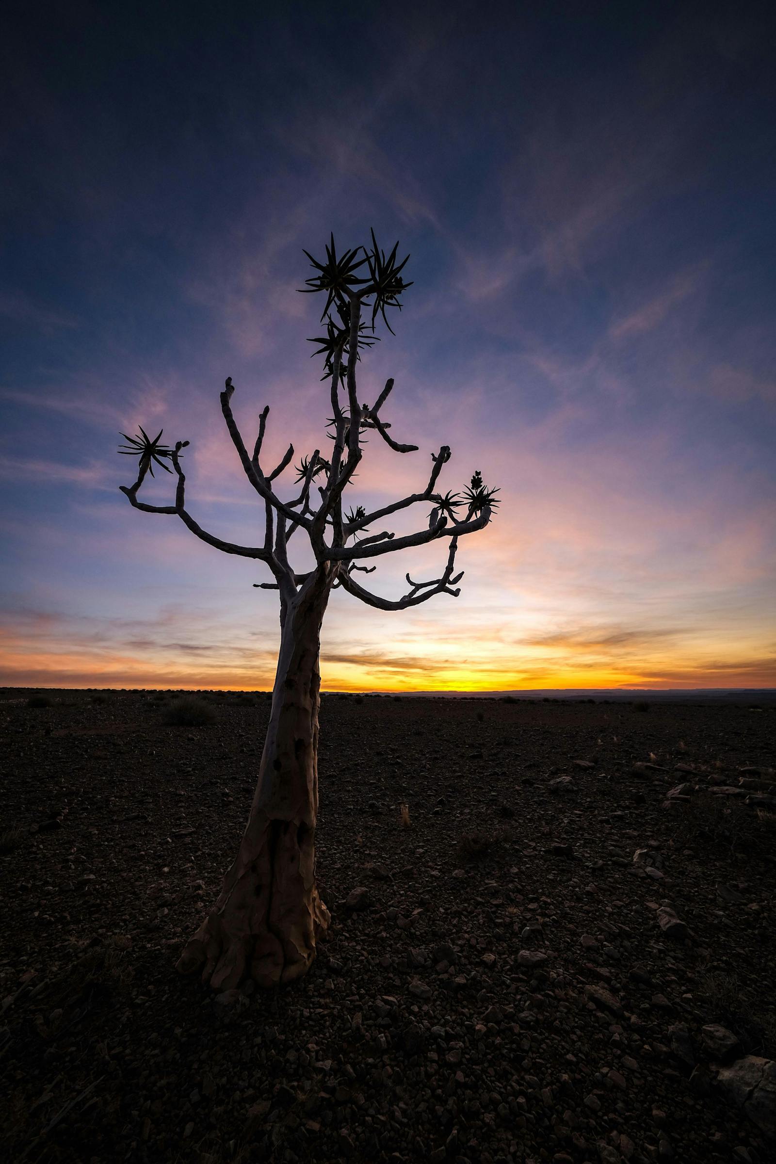 Tree Png Images Photos, Download The BEST Free Tree Png Images Stock ...