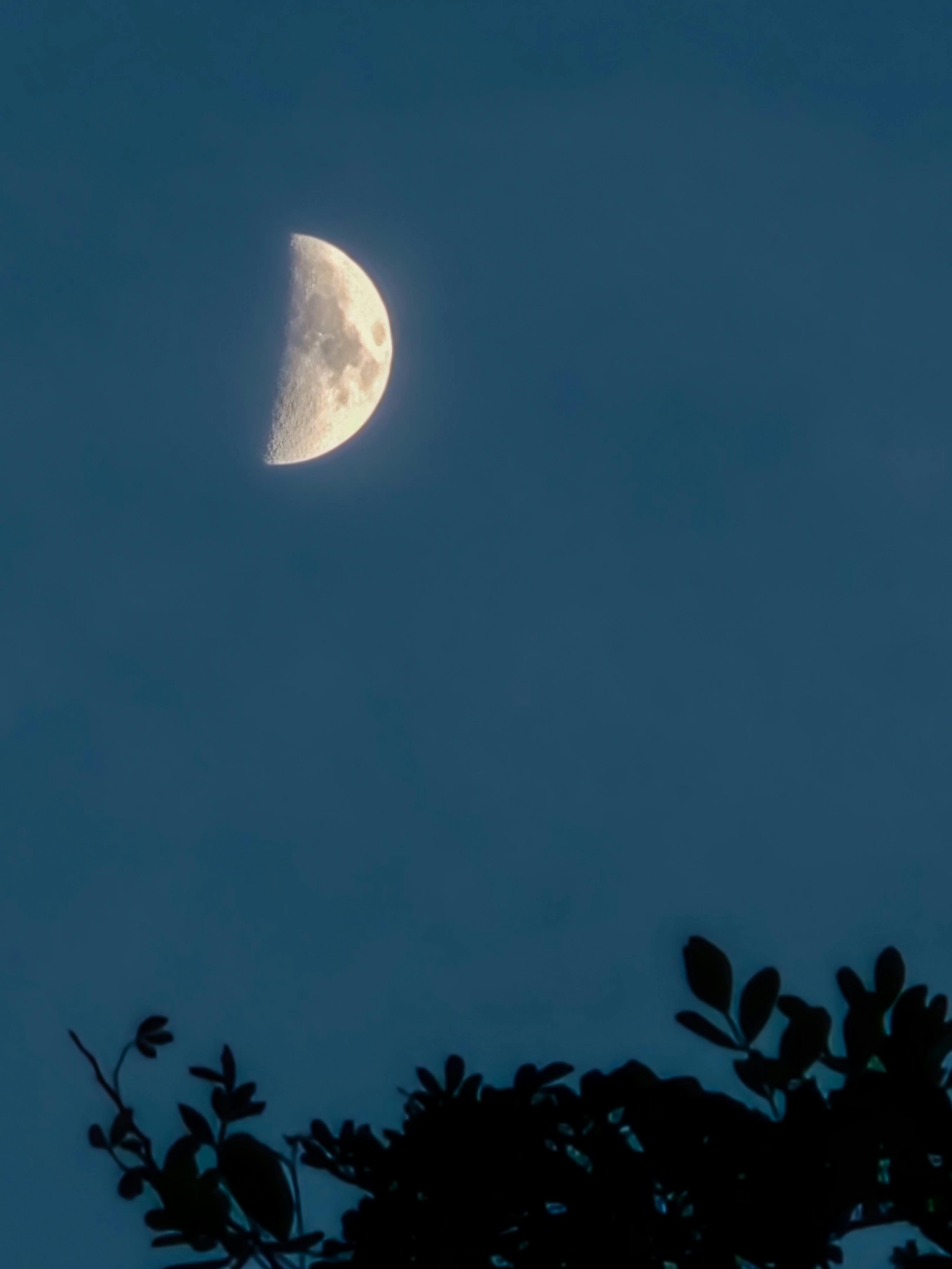 Half Moon Over Silhouetted Tree Scene · Free Stock Photo