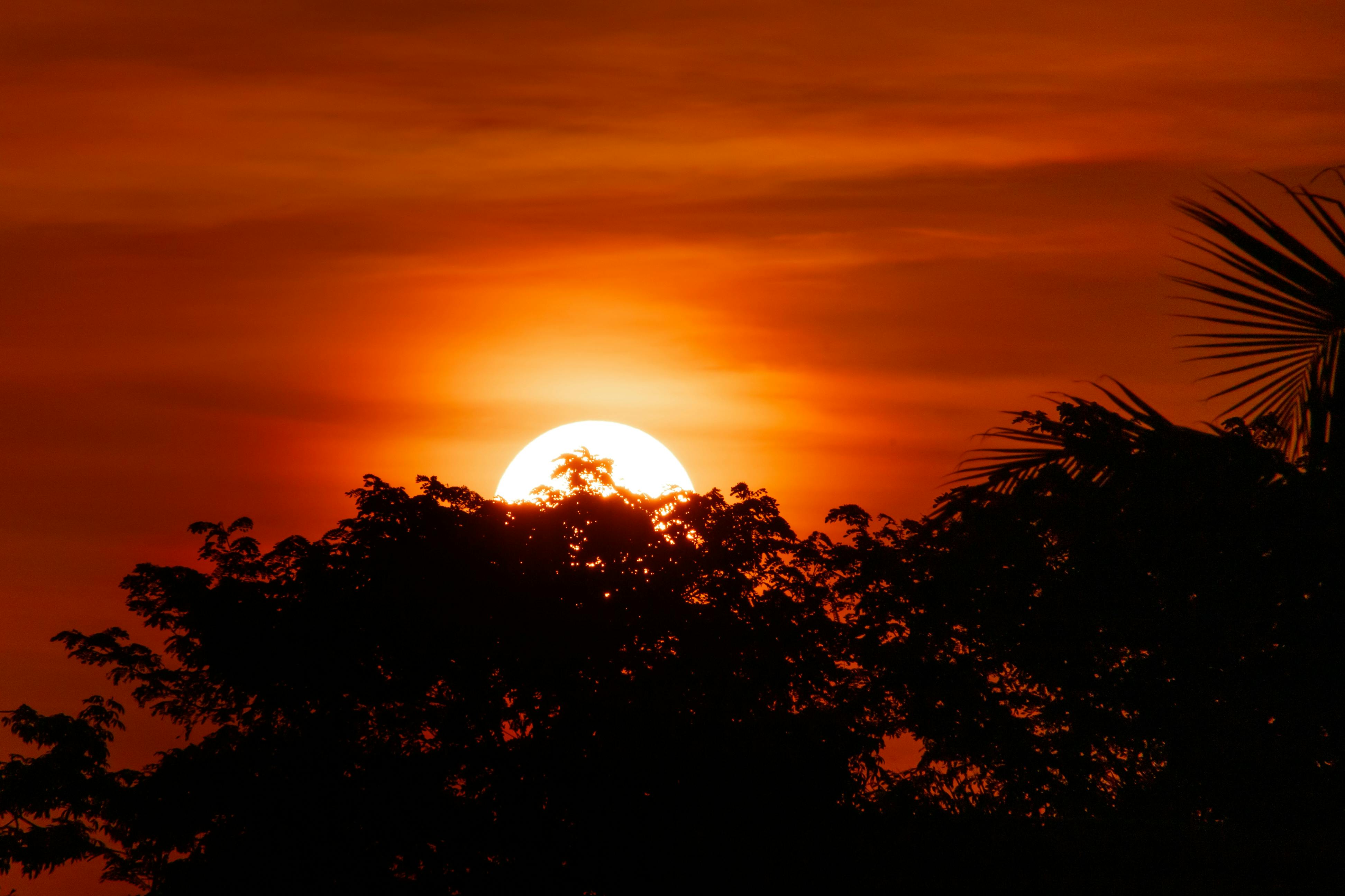 Stunning Sunrise Over Palm Trees in Gokarna · Free Stock Photo