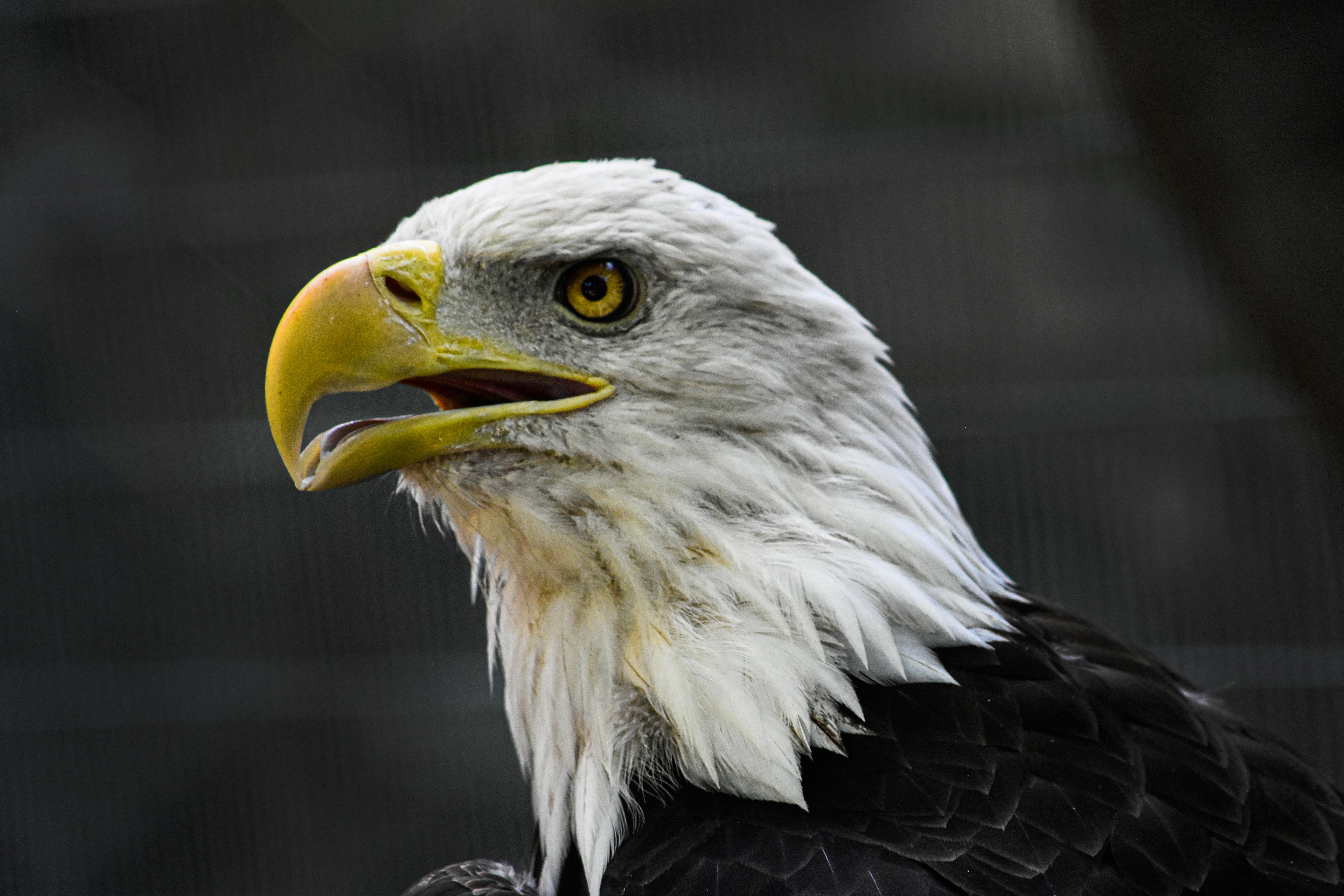 Close-Up Photo of Eagle · Free Stock Photo