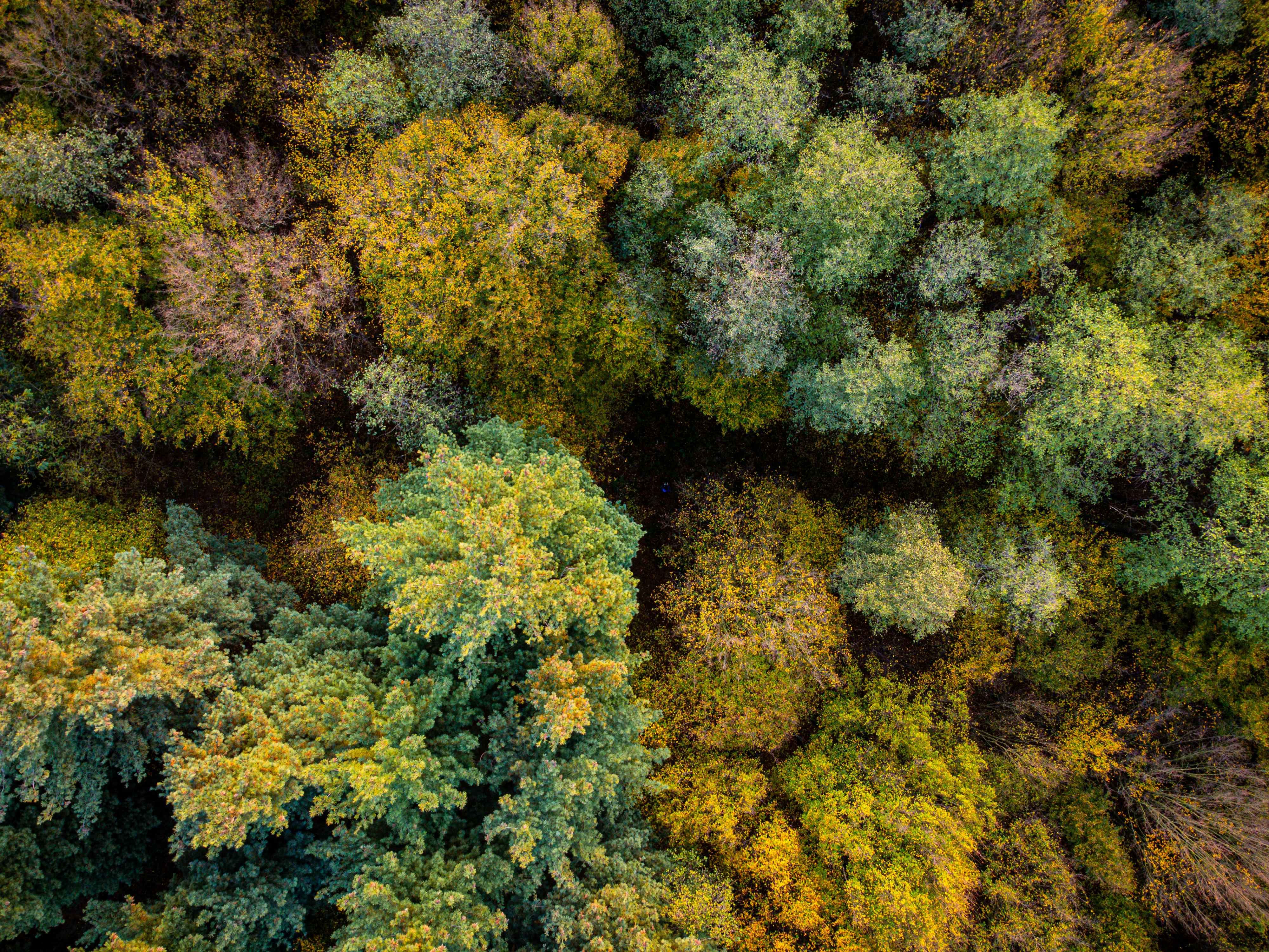 Aerial View of Trees in the Forest · Free Stock Photo